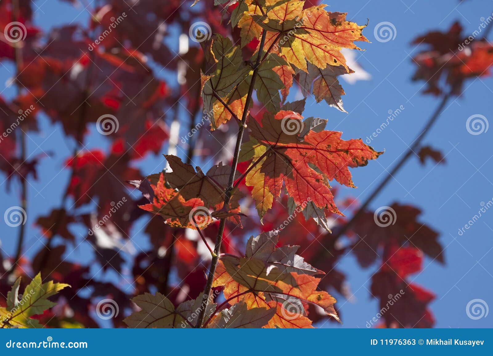 Colorful branch of leaves stock image. Image of selective - 11976363