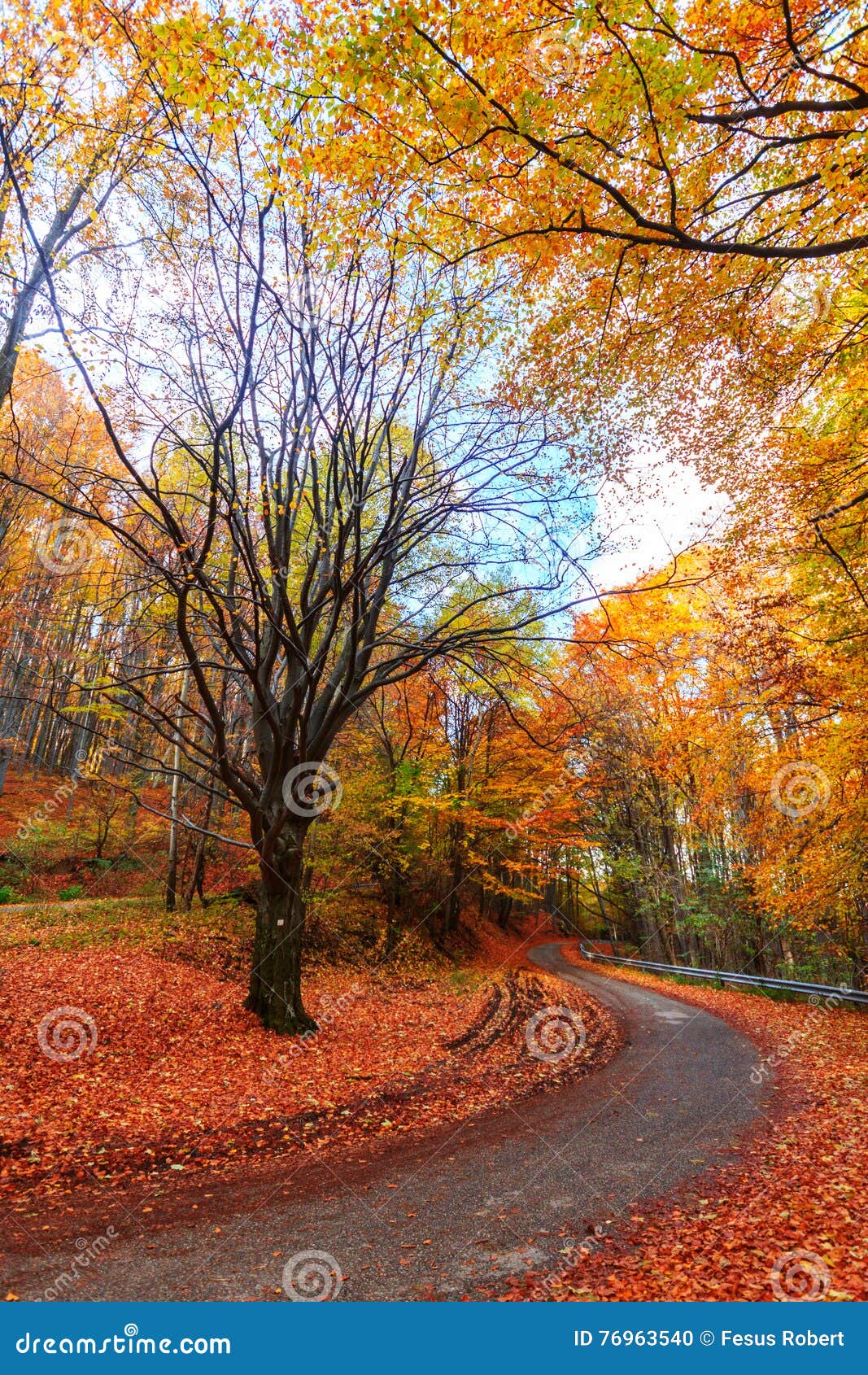 Colorful and Bright Autumn Forest Stock Photo - Image of foliage, alley ...