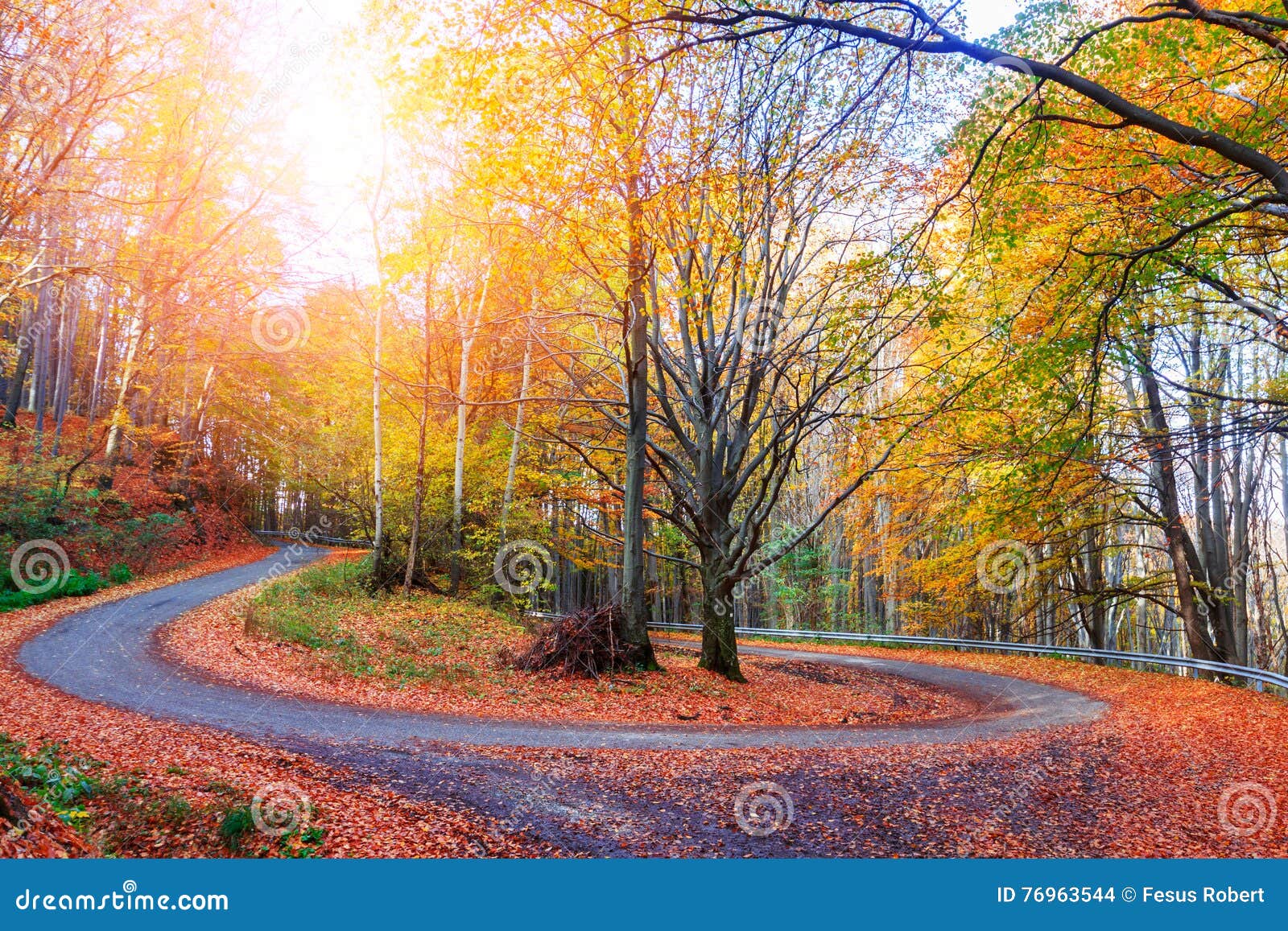 Colorful and Bright Autumn Forest Stock Photo - Image of forest, alley ...