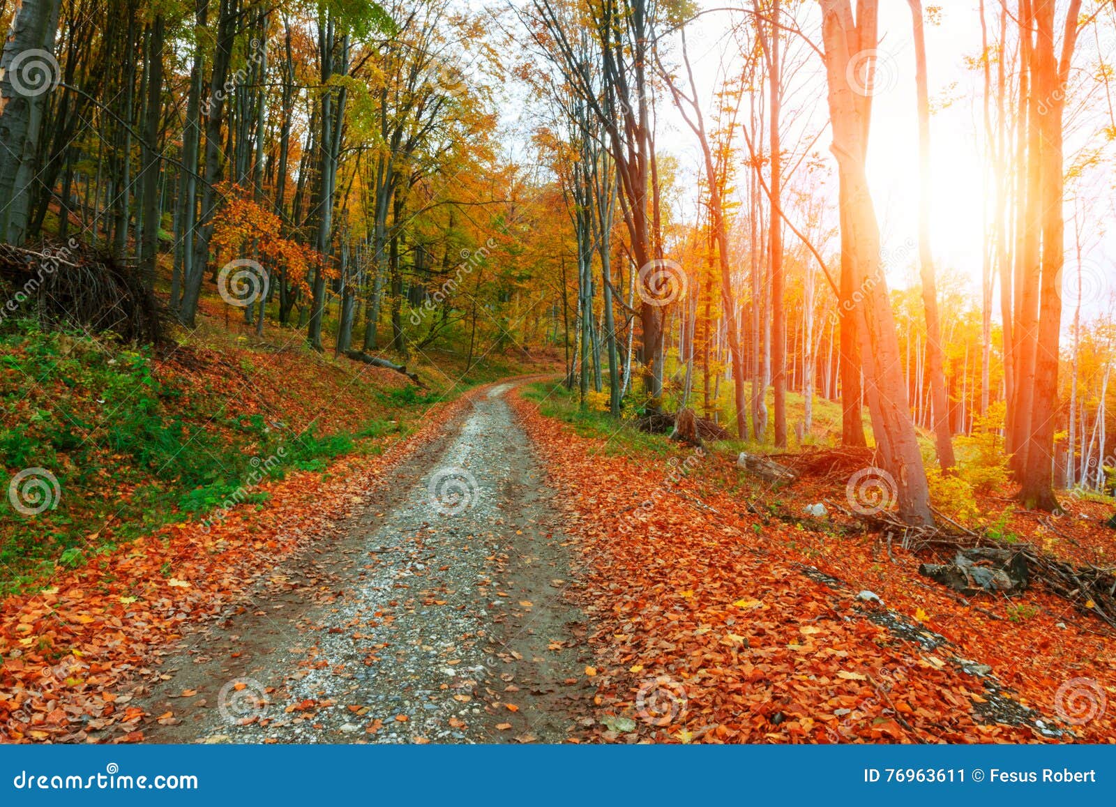 Colorful and Bright Autumn Forest Stock Image - Image of fall, hungary ...