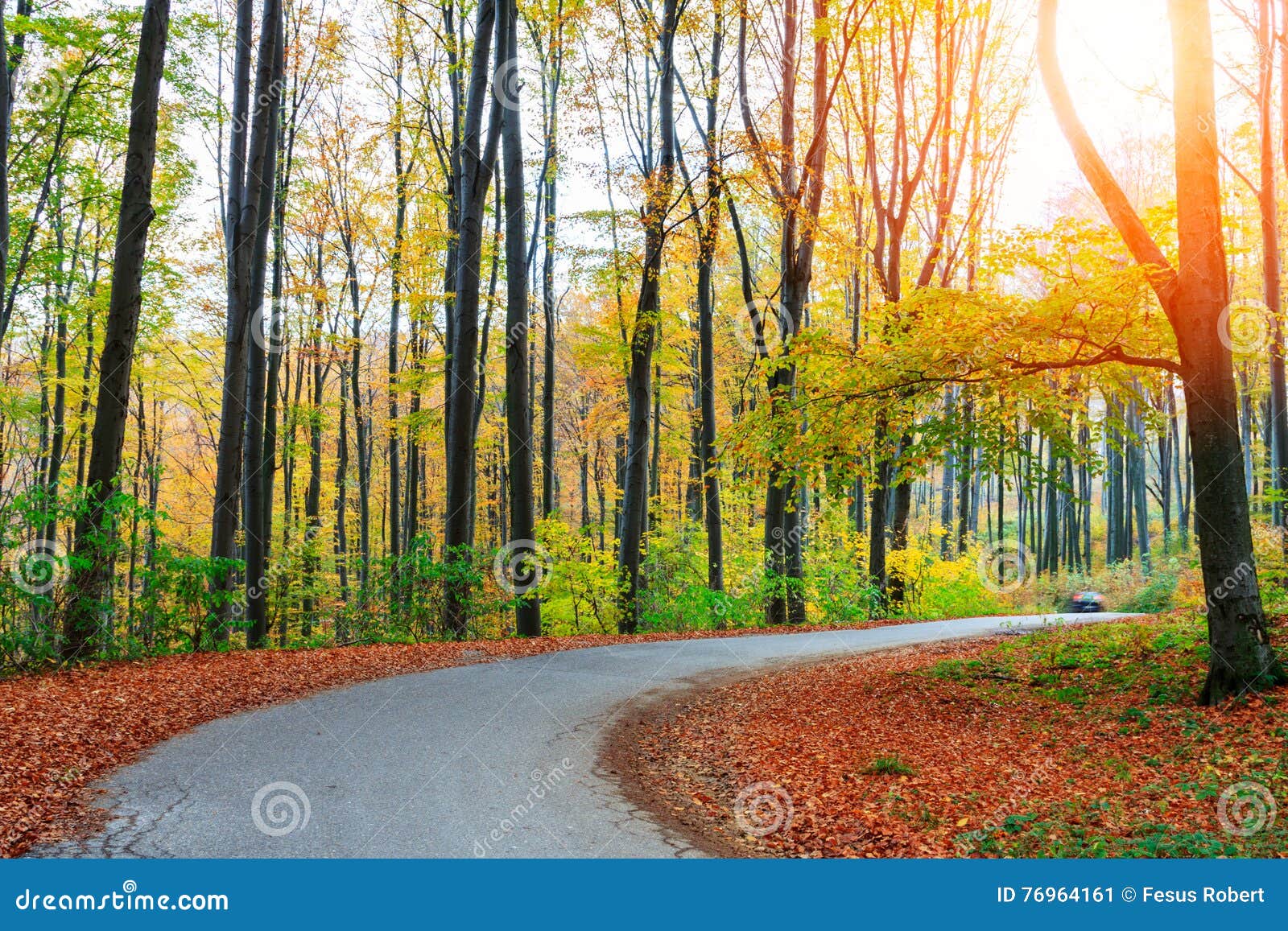 Colorful and Bright Autumn Forest Stock Image - Image of fresh ...