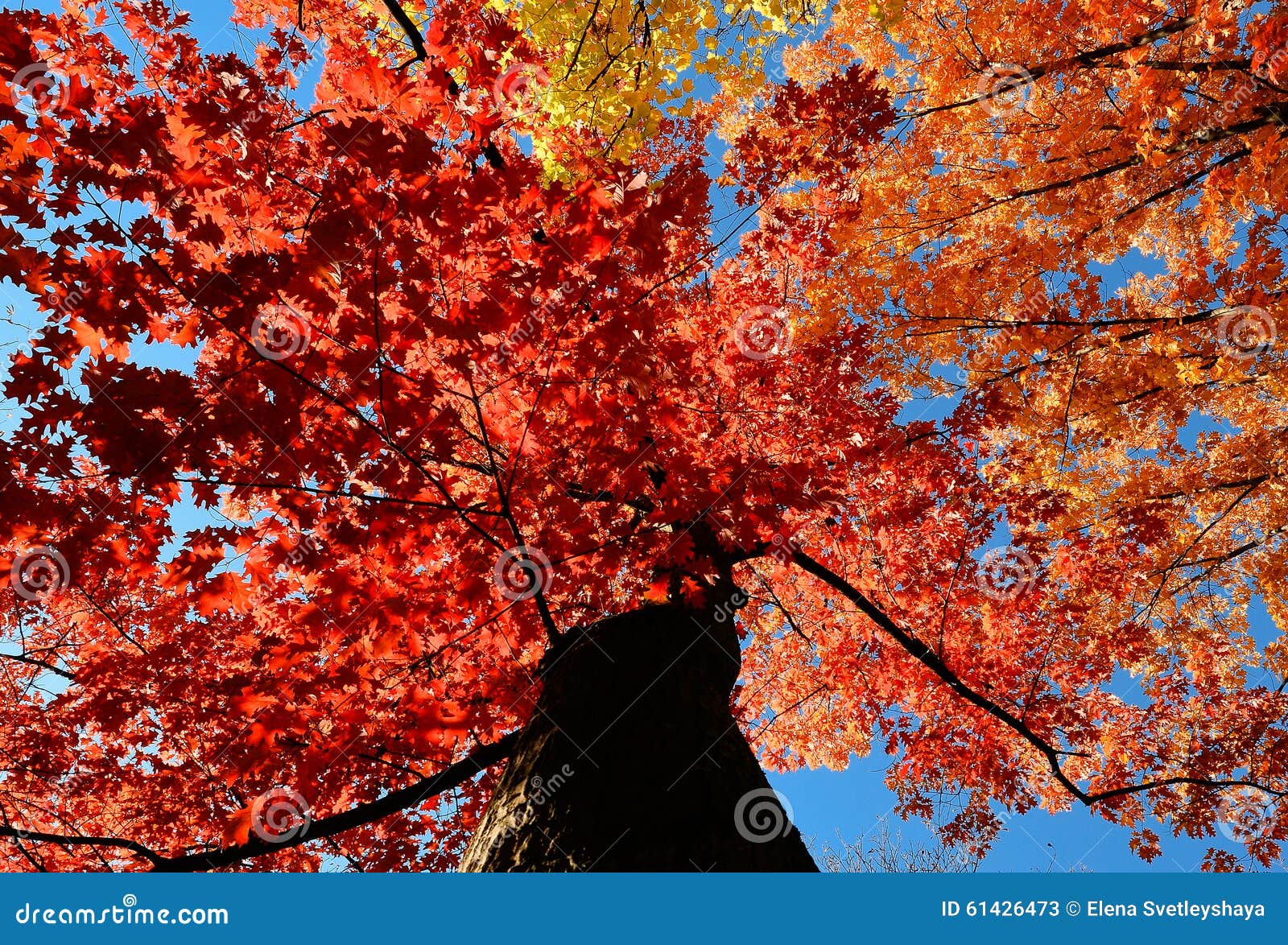 Colorful and Bright Autumn Leaves and Blue Sky Stock Image - Image of ...