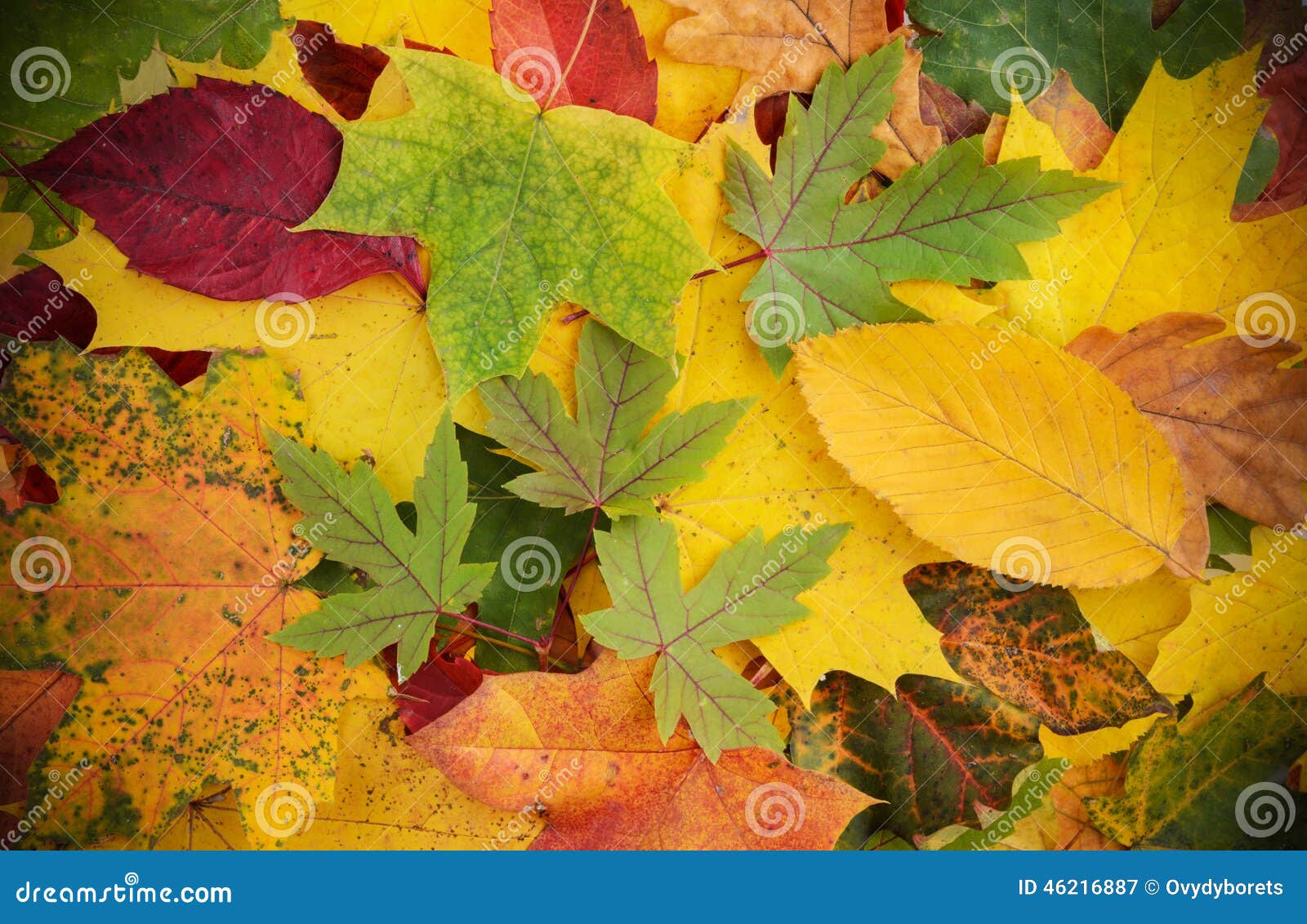 Colorful and Bright Background Made of Fallen Autumn Leaves Stock Image ...