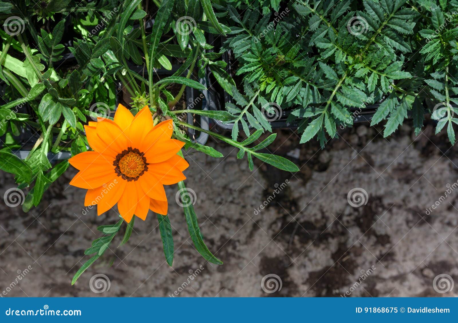 Colorful Bright Color Flowers Stock Image - Image of cultivated ...
