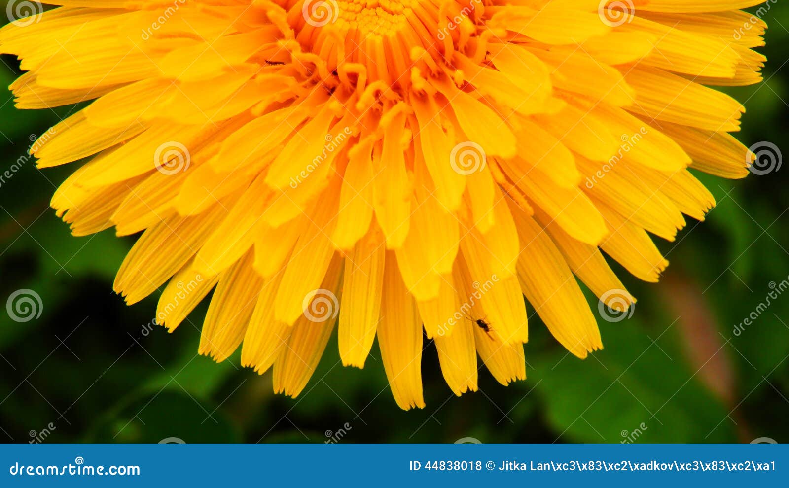 Colorful bright dandelion stock photo. Image of beauty - 44838018
