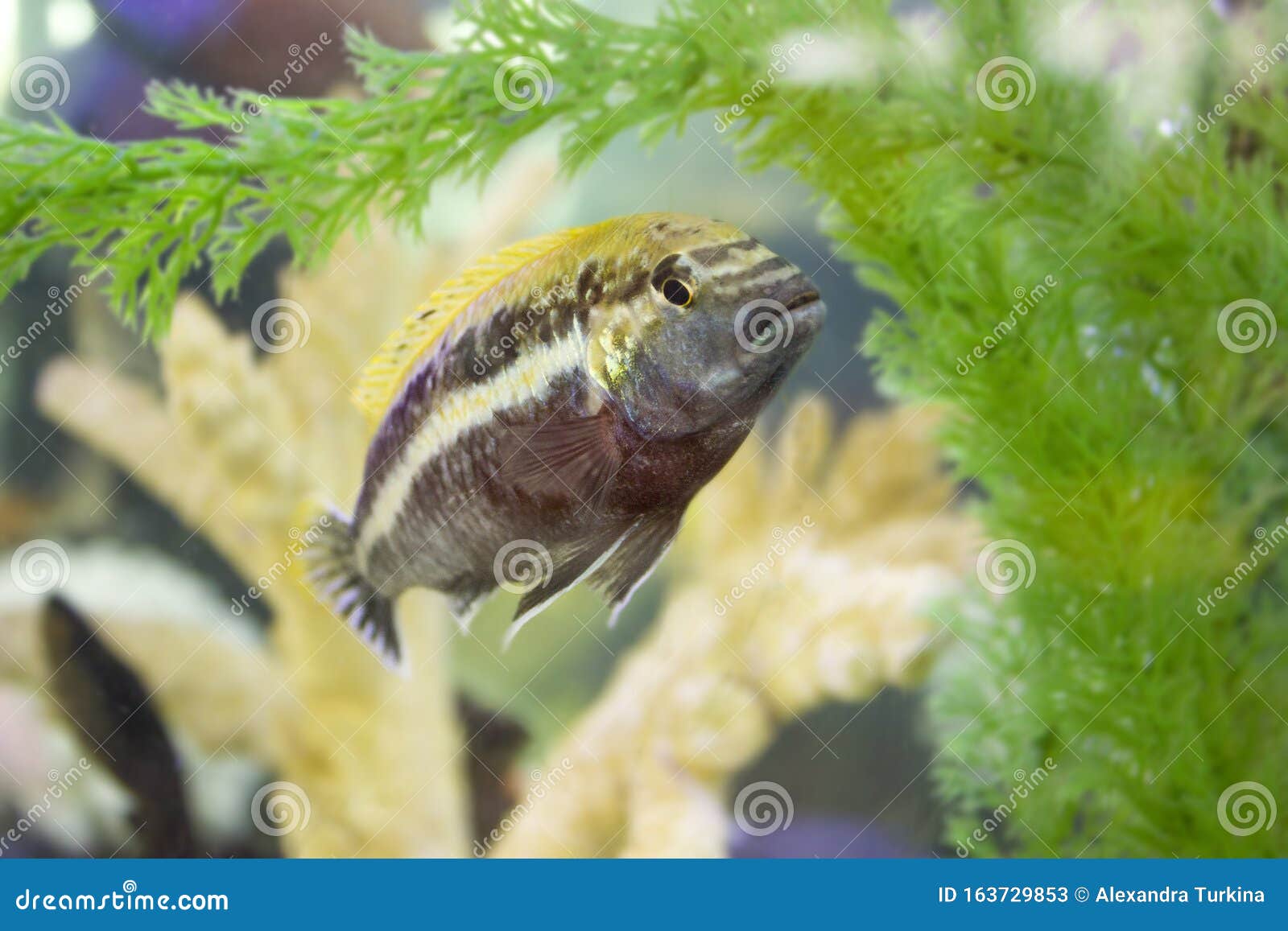 Colorful Bright Fish in the Aquarium Stock Image - Image of blue ...