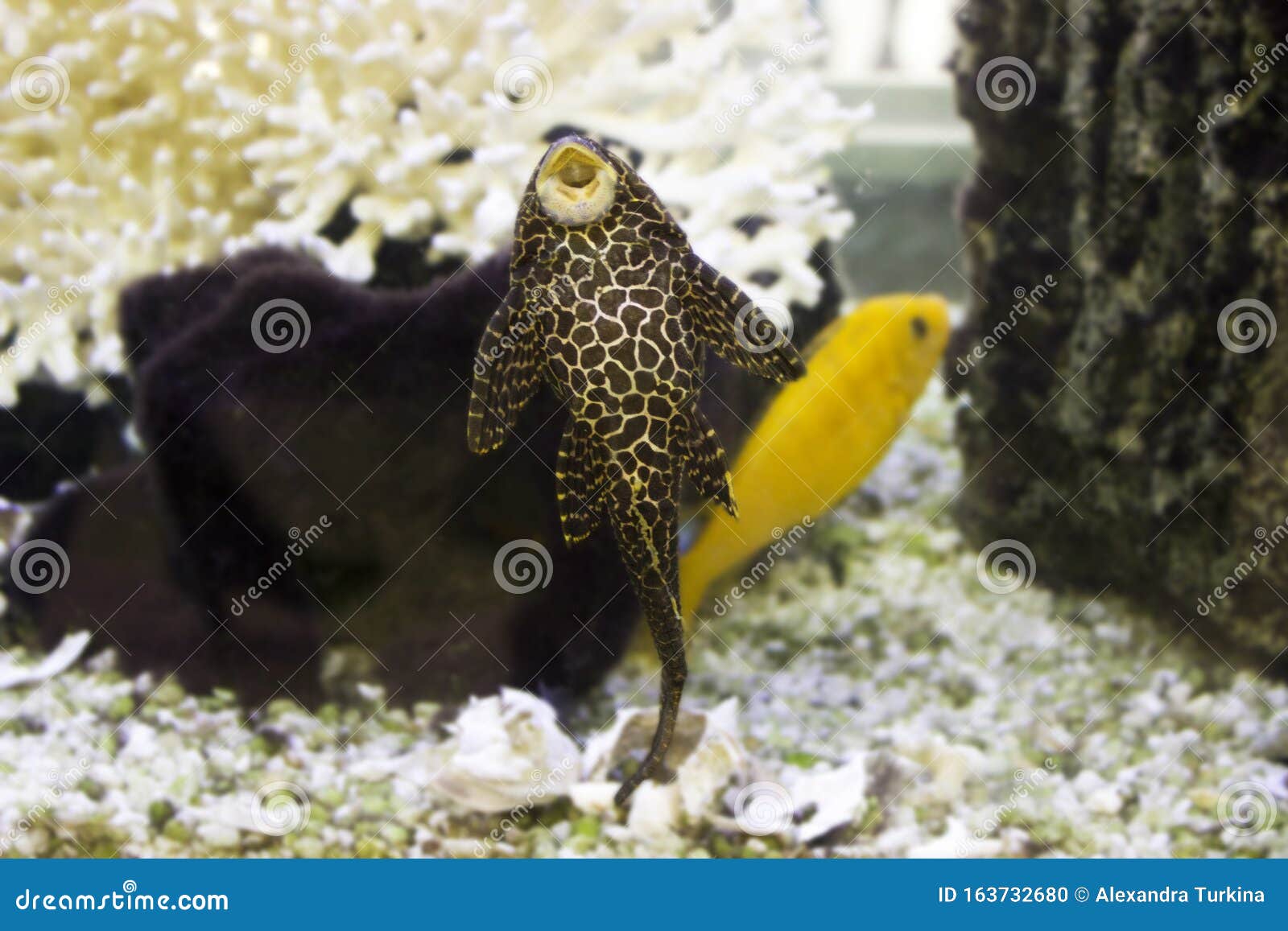 Colorful Bright Fish in the Aquarium Stock Photo - Image of diving ...