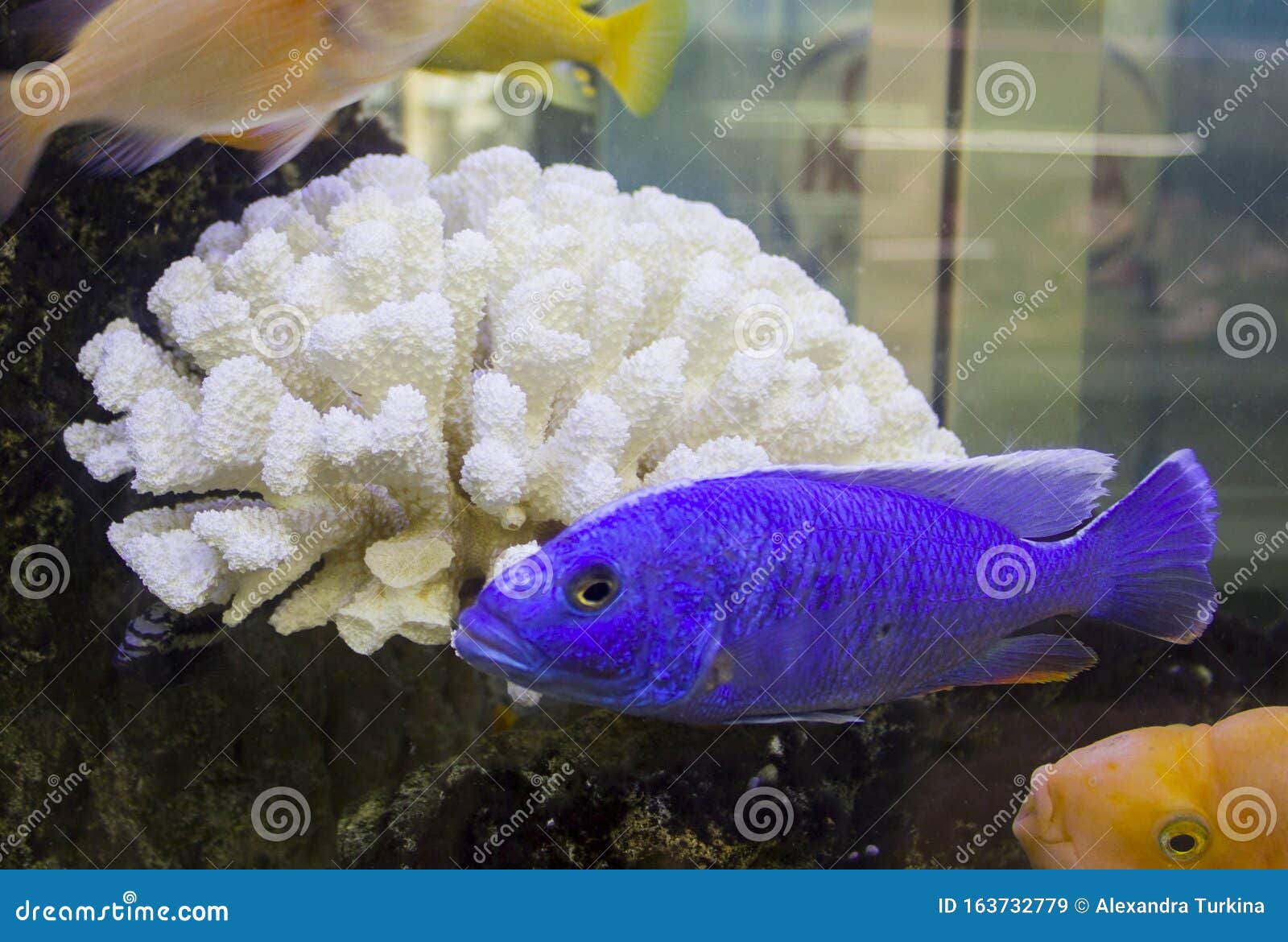 Colorful Bright Fish in the Aquarium Stock Image - Image of swimming ...