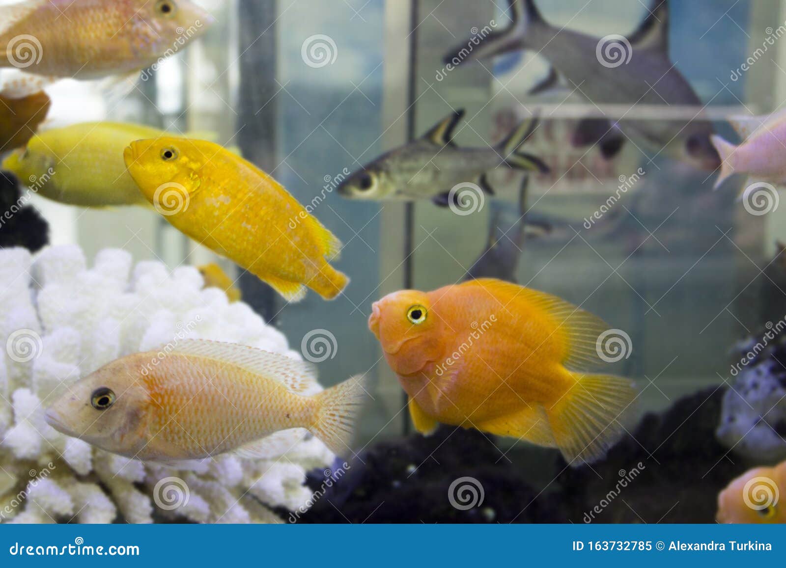 Colorful Bright Fish in the Aquarium Stock Image - Image of life ...