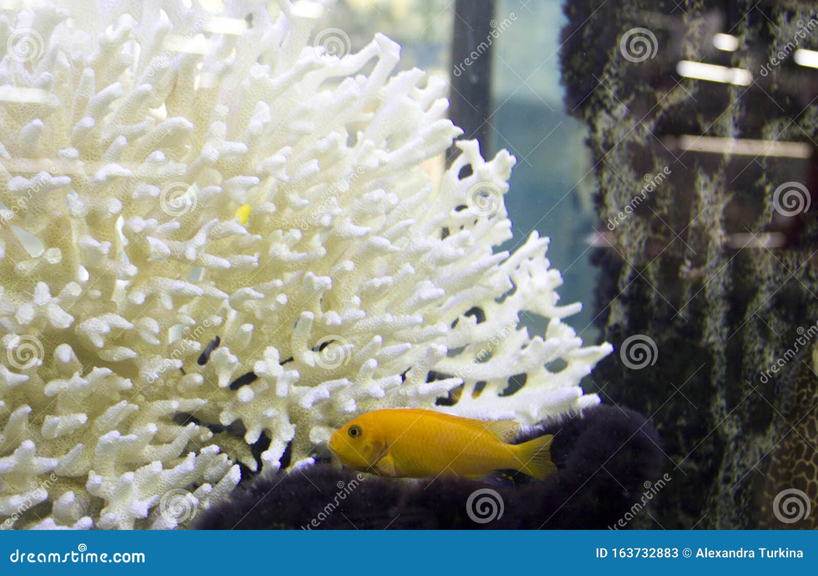 Colorful Bright Fish in the Aquarium Stock Image - Image of fish, cute ...
