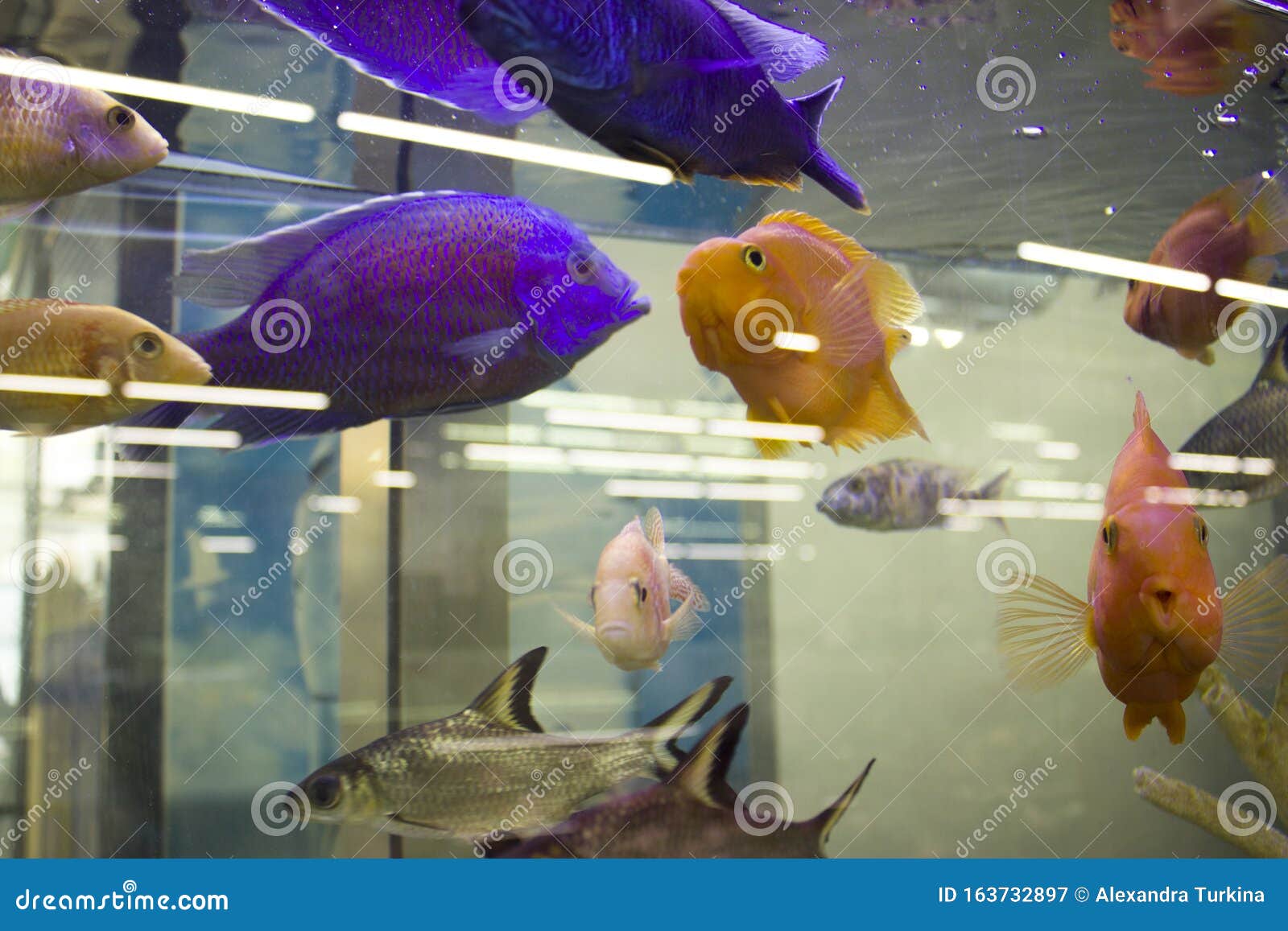 Colorful Bright Fish in the Aquarium Stock Image - Image of diving ...