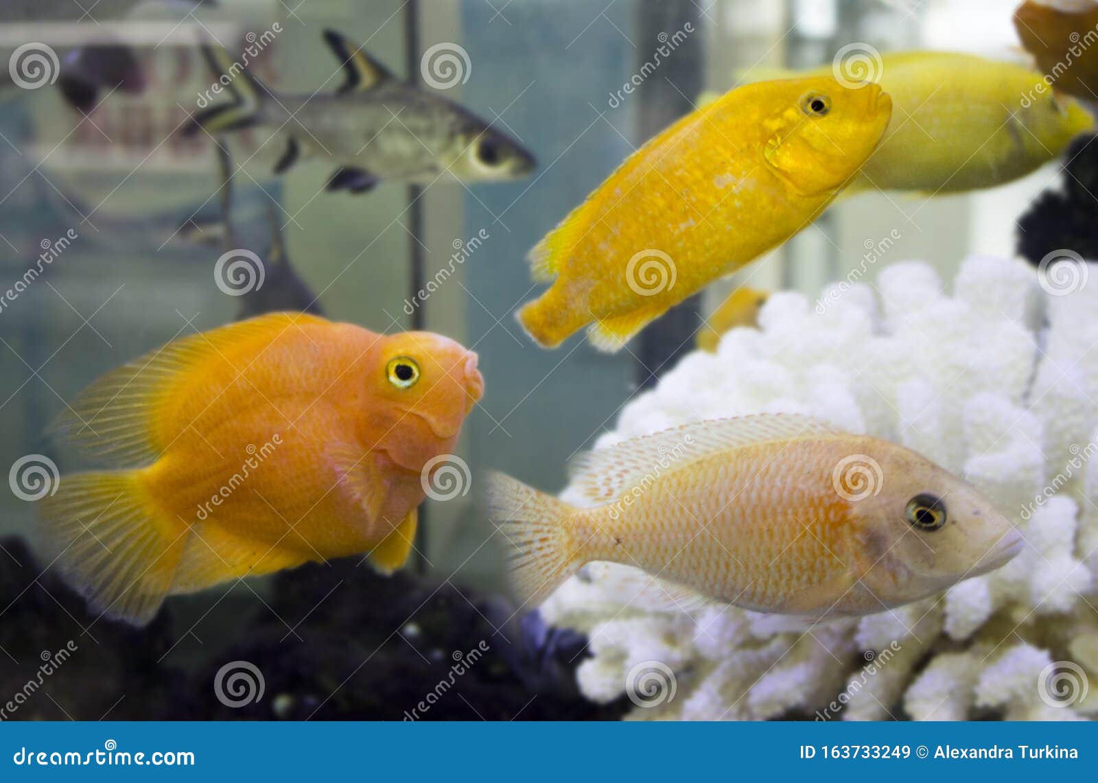 Bright Fish In Your Aquarium Royalty-Free Stock Photography ...