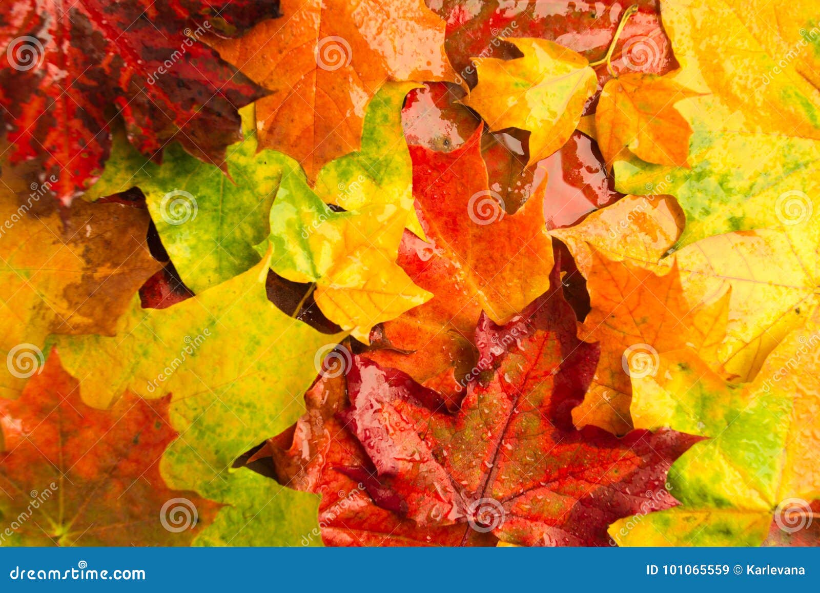 Colorful Bright Rainy Autumn Maple Background Stock Image - Image of ...