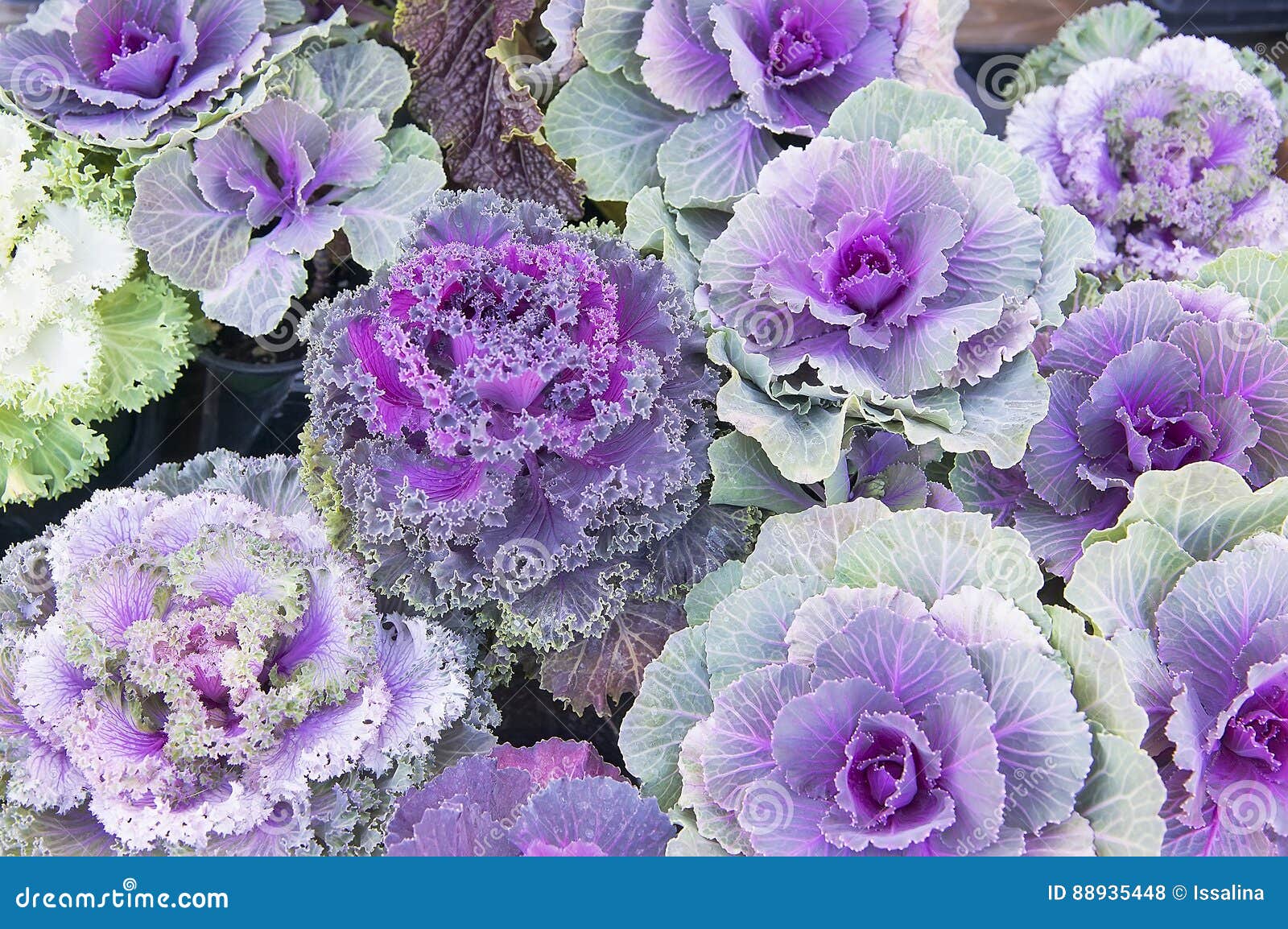 Colorful Bright Spring Decorative Cabbage Stock Photo - Image of season ...