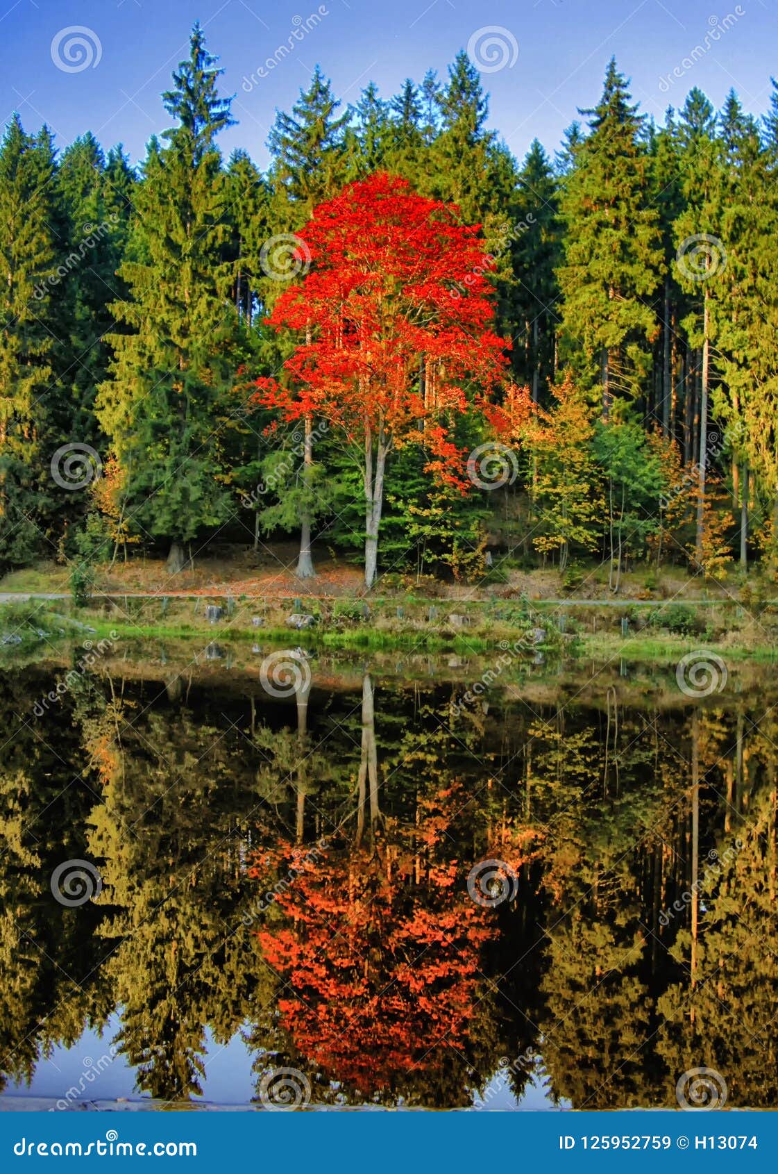 Colorful Broad Leaf Tree Probably Maple Reflected on Water Surface at ...