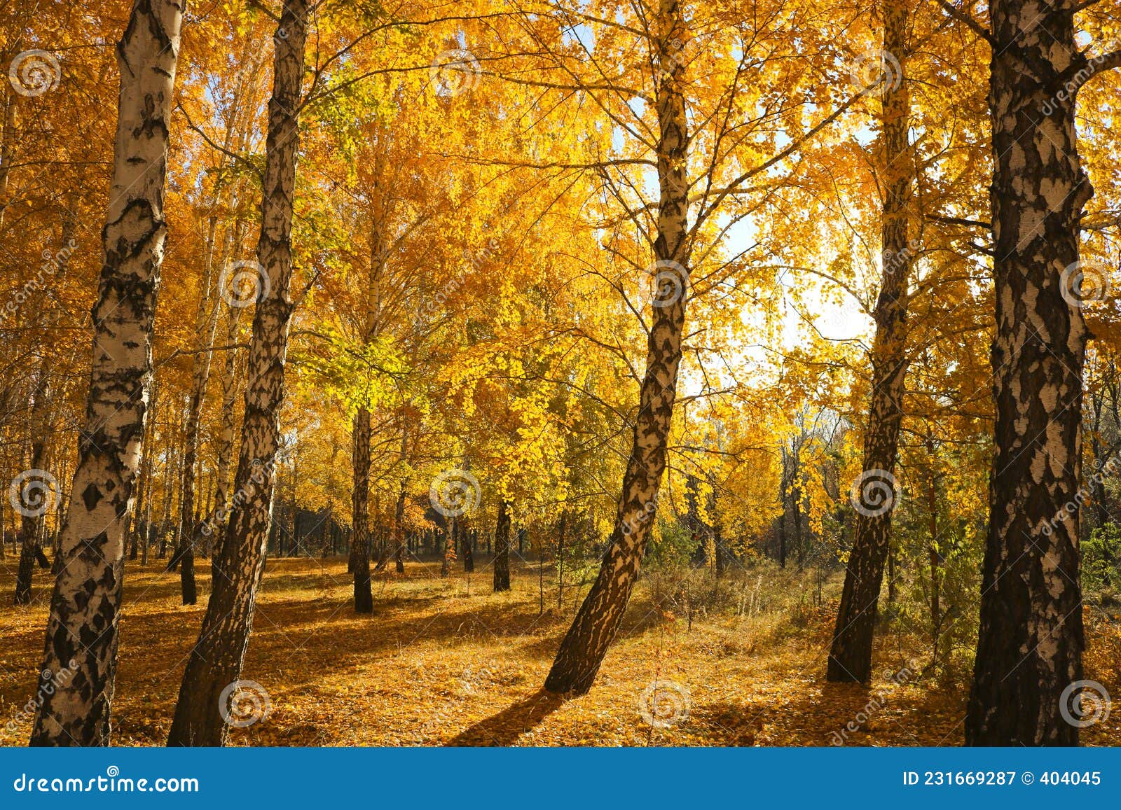 Colorful Broadleaf Foliage in the Autumn Forest. Long Shadows from ...