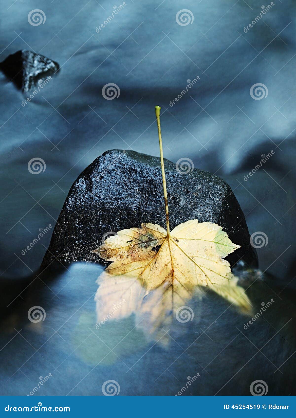 The Colorful Broken Maple Leaf. Fallen Leaf on Sunken Basalt Stone in ...