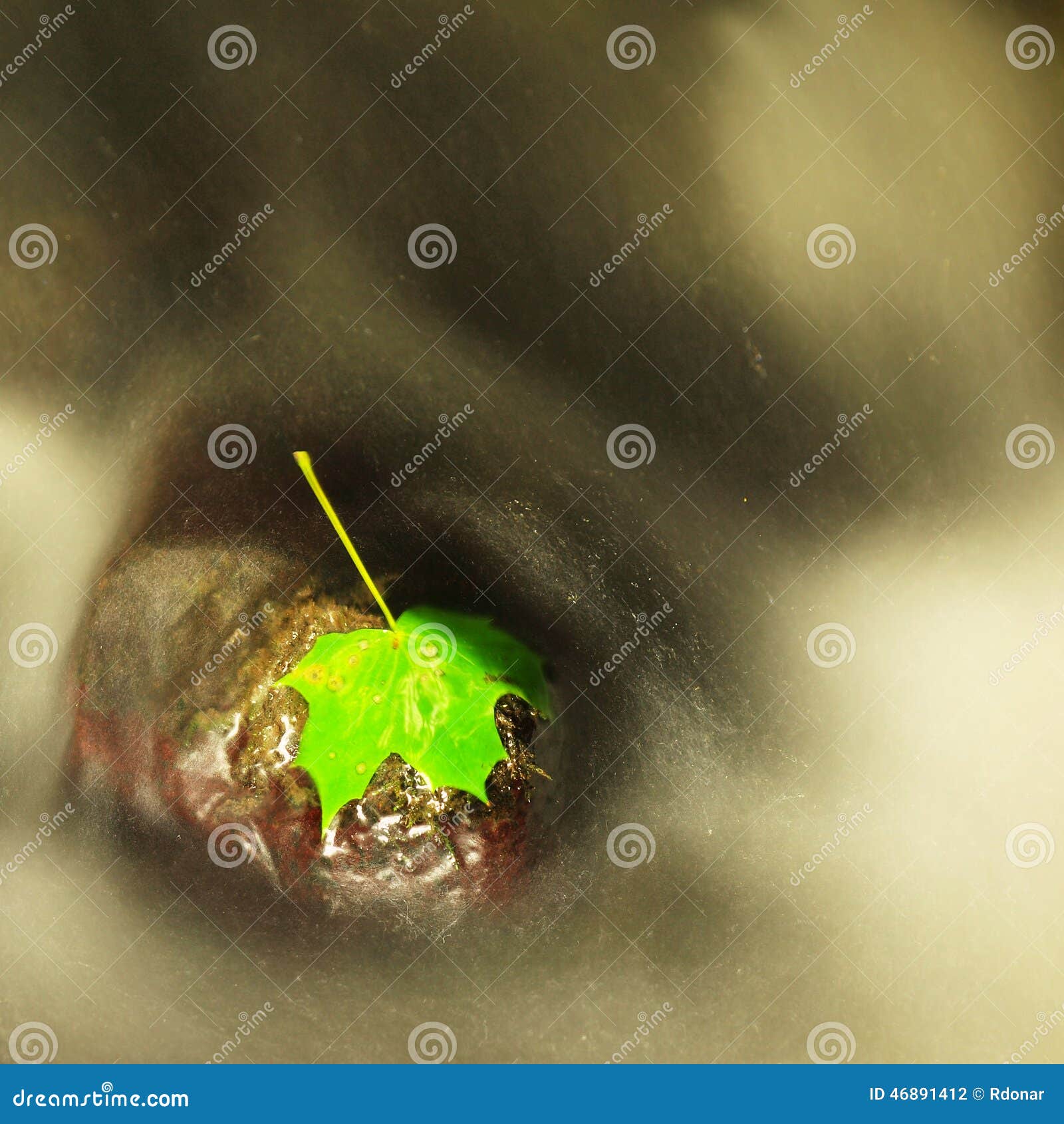 The Colorful Broken Maple Leaf. Fallen Leaf on Sunken Basalt Stone in ...