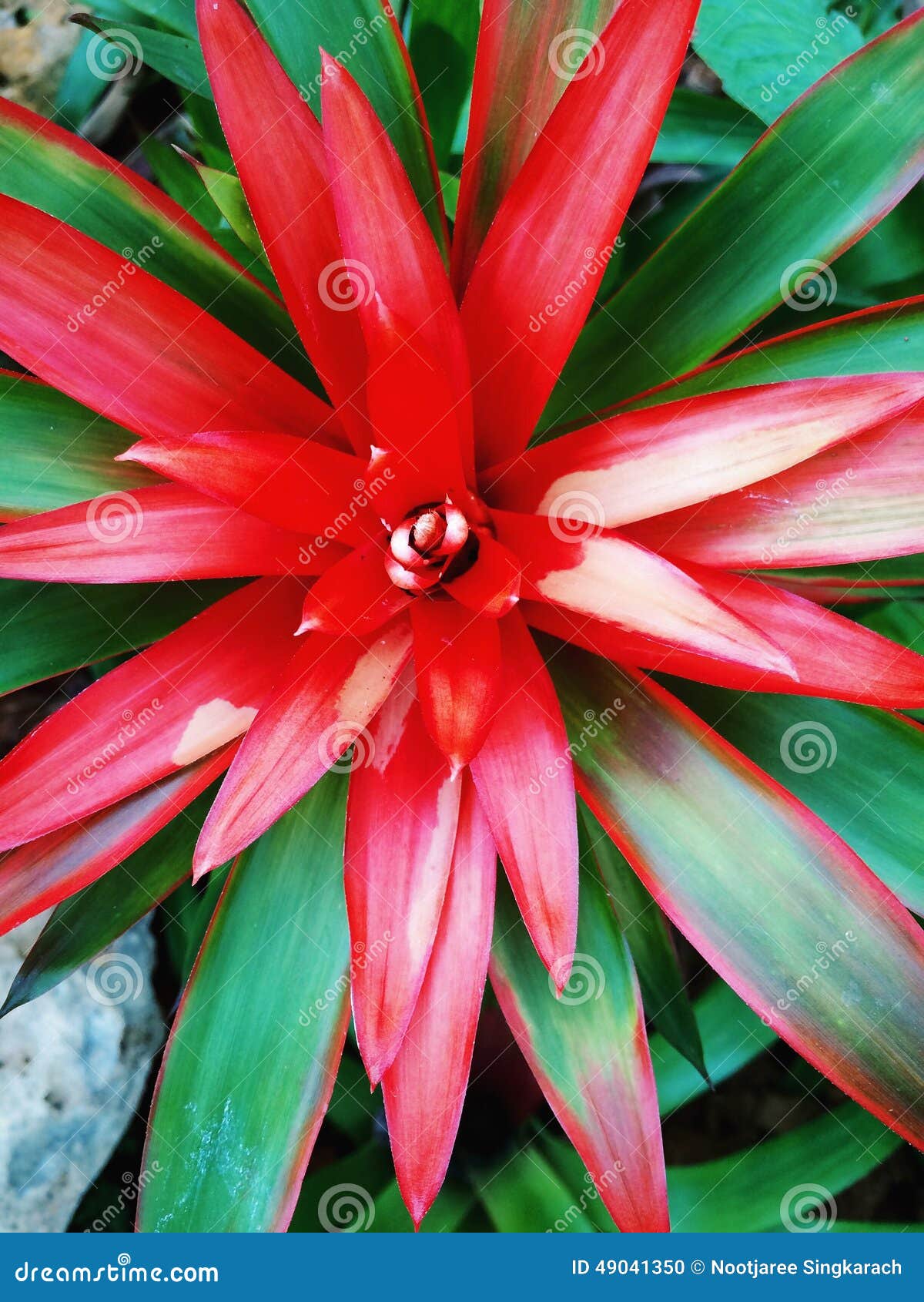 Colorful Bromeliad. Guzmania. Stock Photo - Image of brazil, genus ...