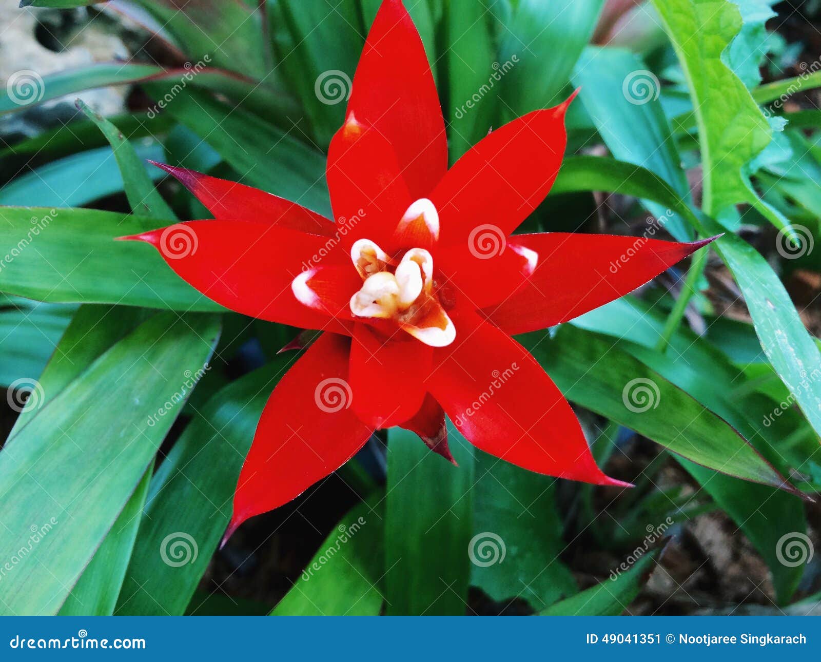 Colorful Bromeliad. Guzmania. Stock Image - Image of plant, genus: 49041351