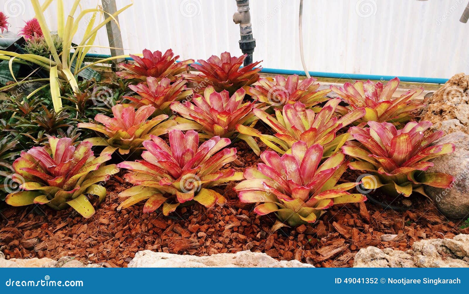 Colorful Bromeliad. Neoregelia. Stock Photo - Image of native, glass ...