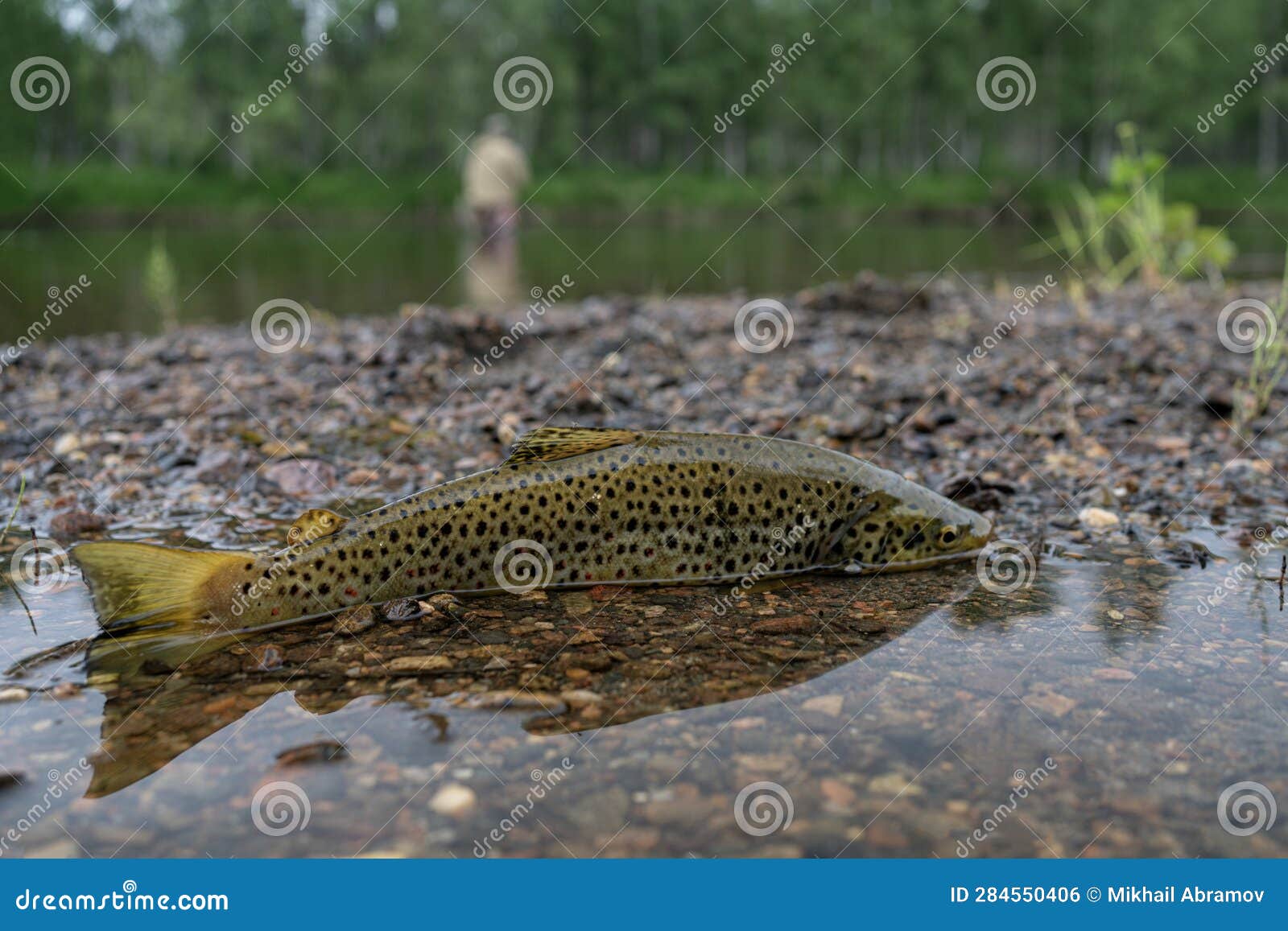 Colorful Brook Trout on Stones in a Mountain River. Stock Photo - Image ...