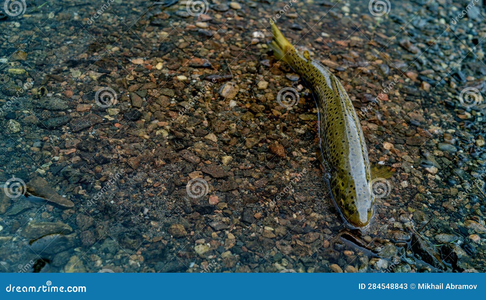 Colorful Brook Trout on Stones in a Mountain River. Top View. Stock ...