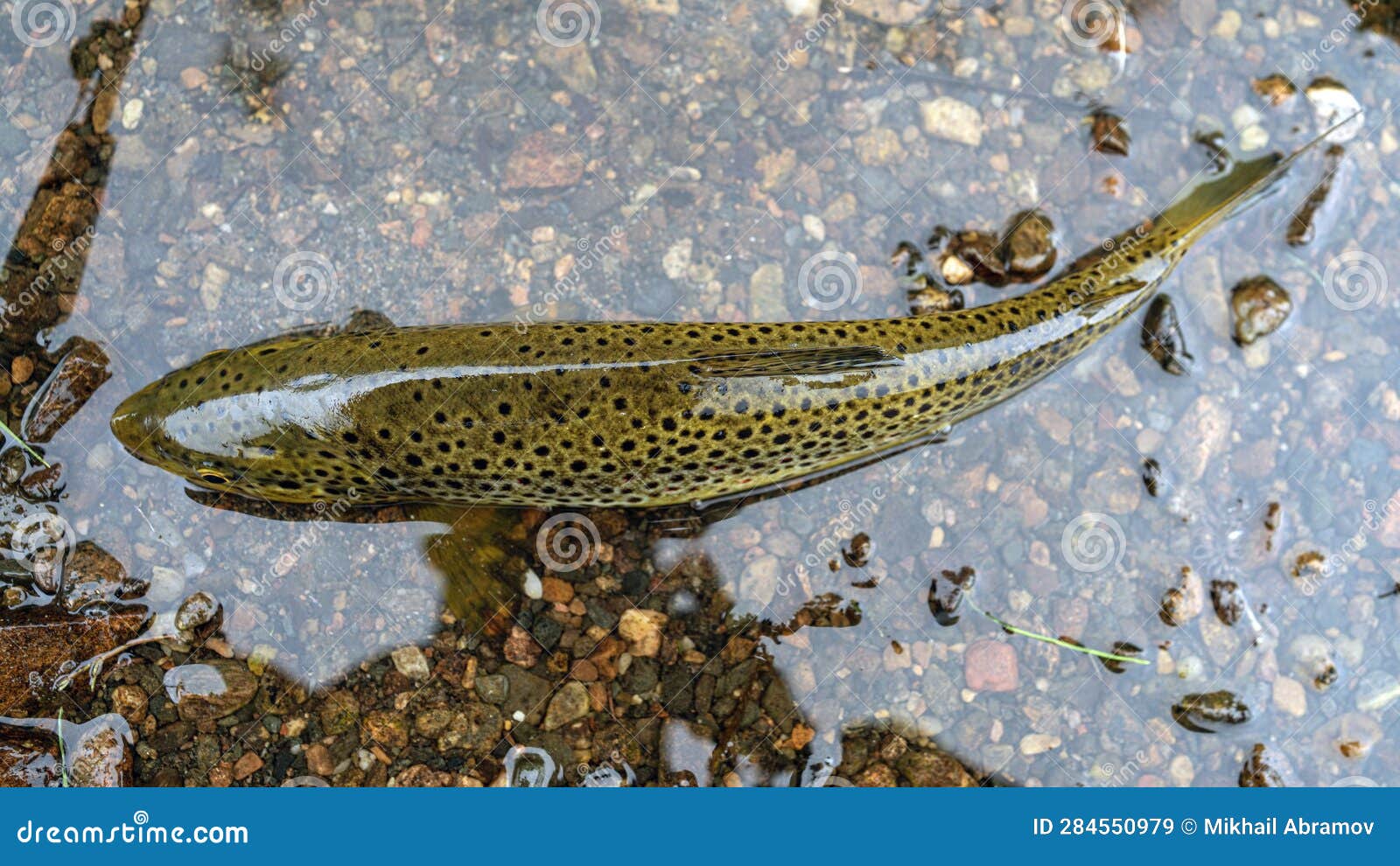 Colorful Brook Trout on Stones in a Mountain River. Top View. Stock ...