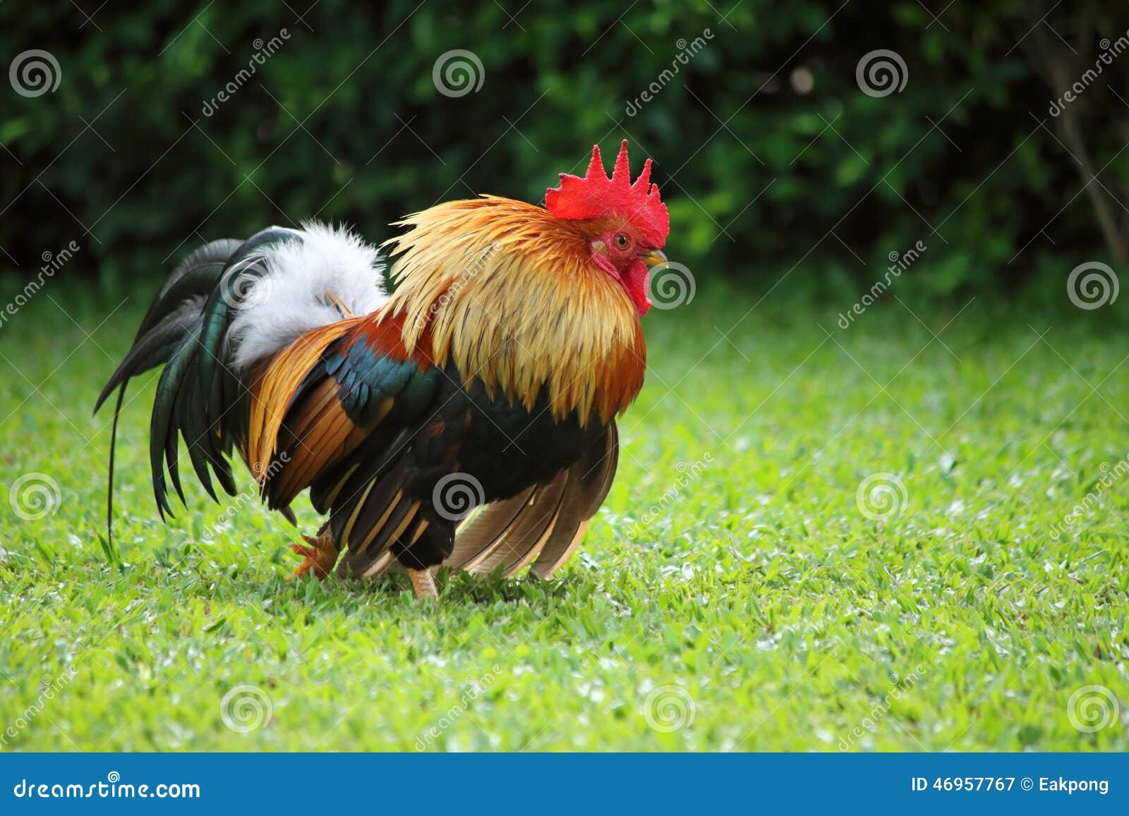 Colorful brown rooster stock image. Image of elegant - 46957767