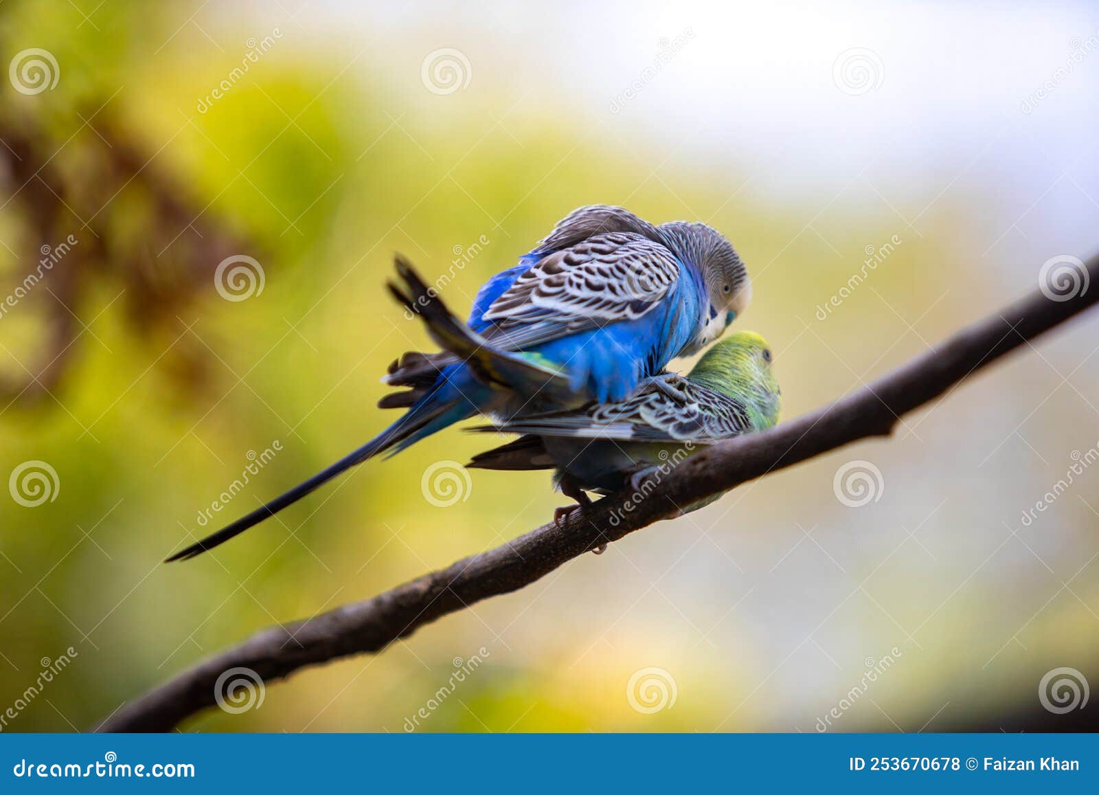 Colorful Budgies Mating stock photo. Image of vertical - 253670678