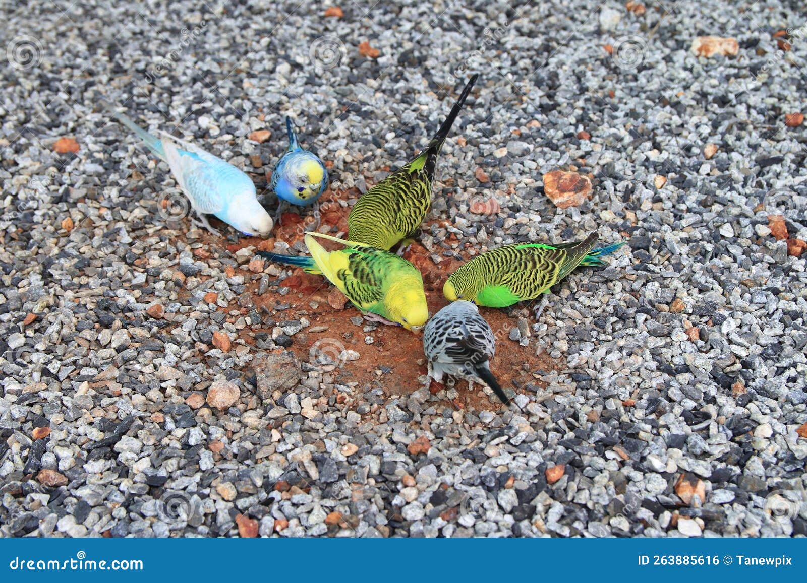 Colorful Budgies Or Budgerigars Parakeets Stock Photography ...