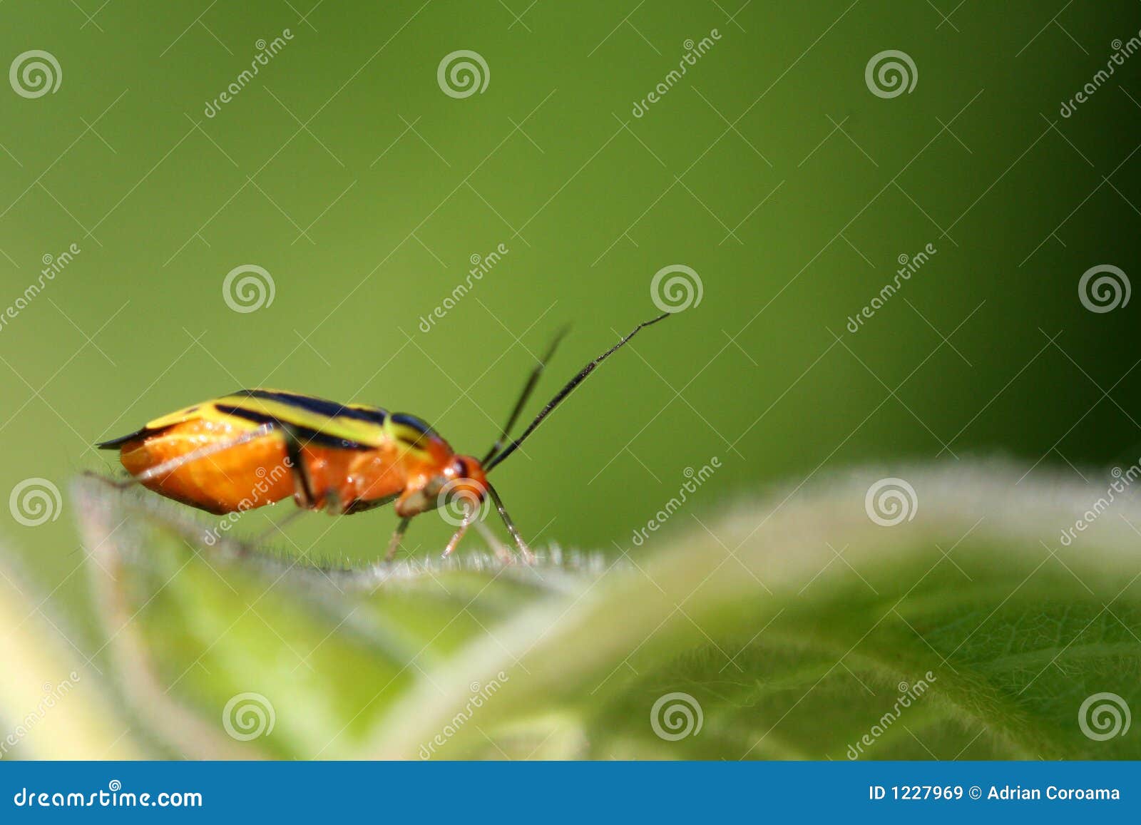 Colorful Bug stock image. Image of bugs, magnified, thin - 1227969