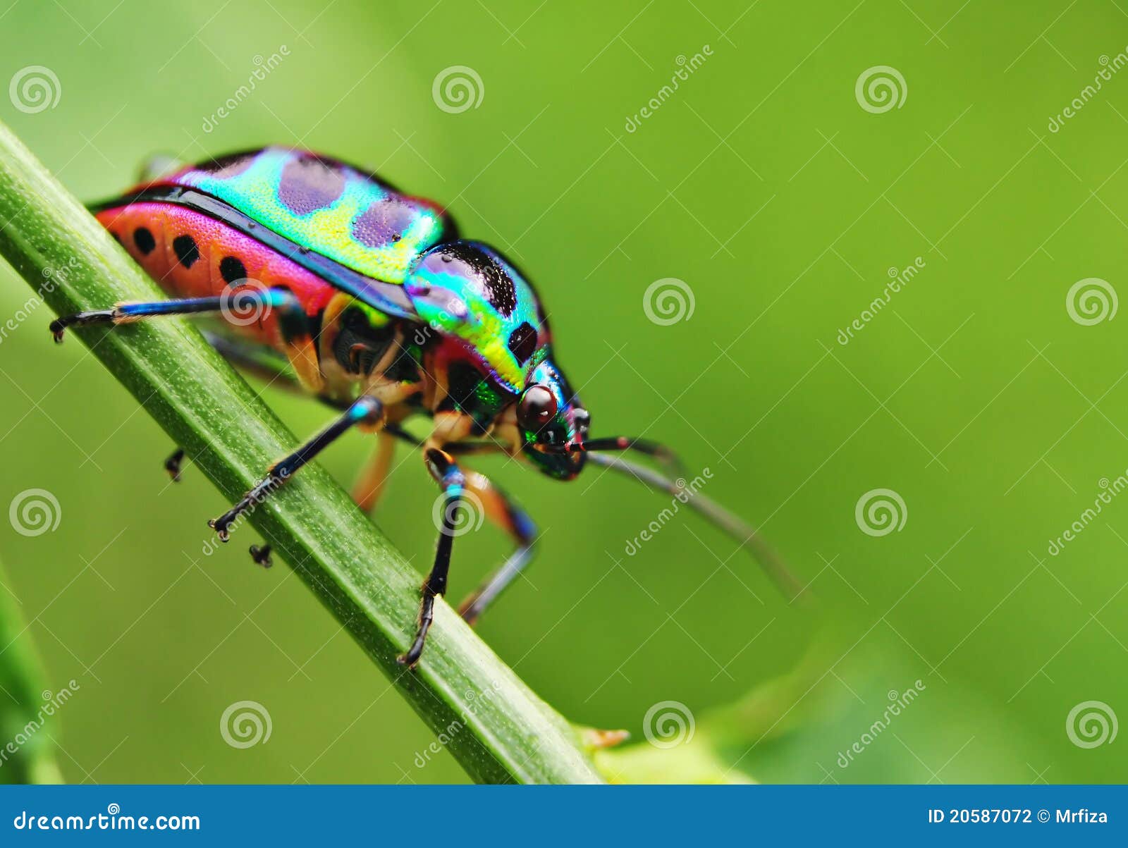 Colorful Bug stock photo. Image of animal, lady, habitat - 20587072