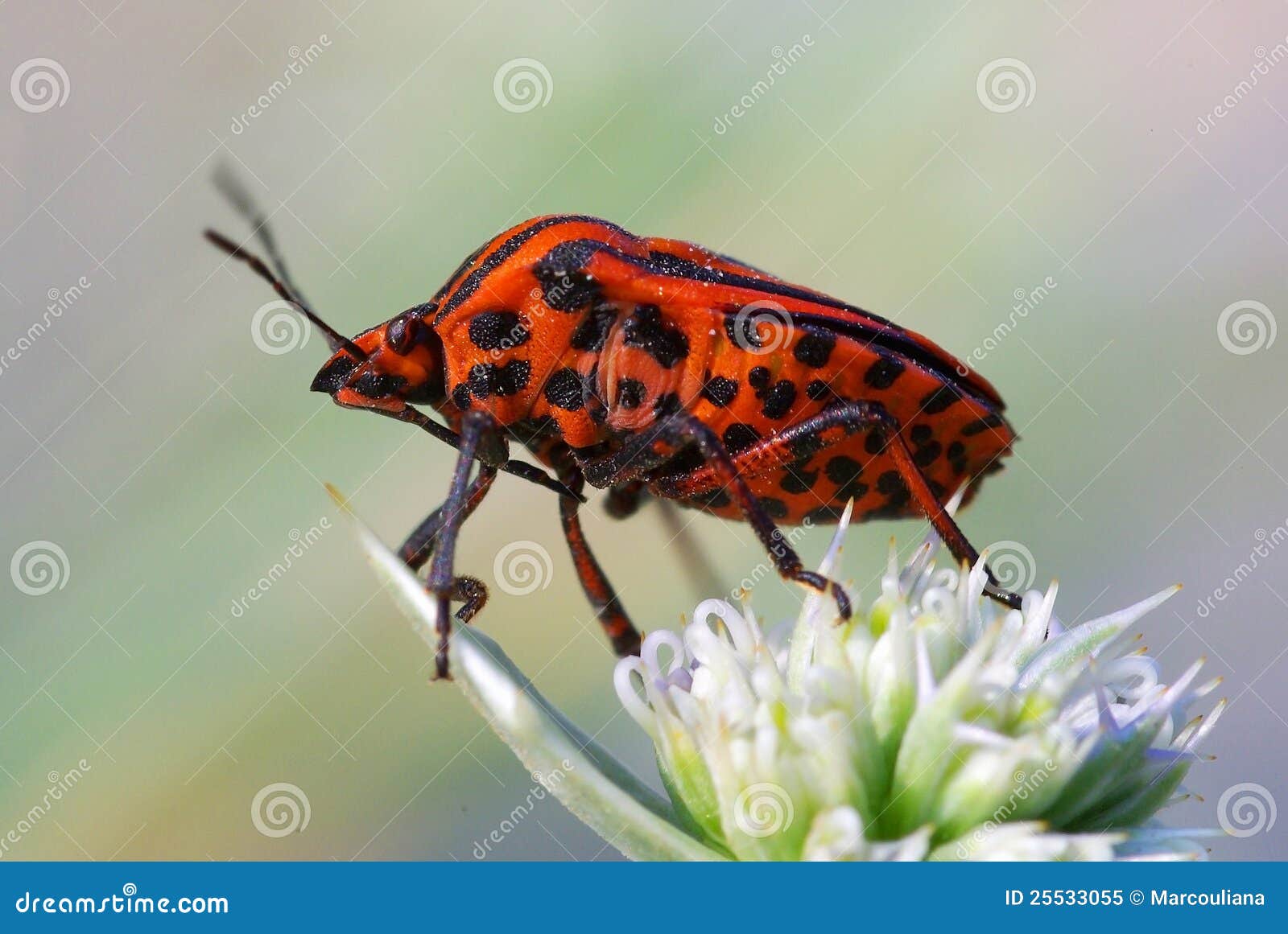 Colorful bug stock image. Image of distasteful, contrast - 25533055