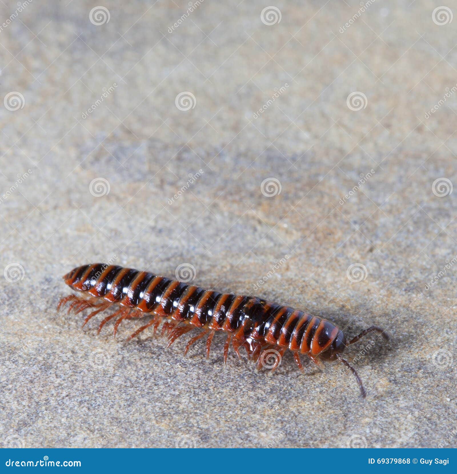 Colorful bug stock photo. Image of eyes, ears, shiner - 69379868