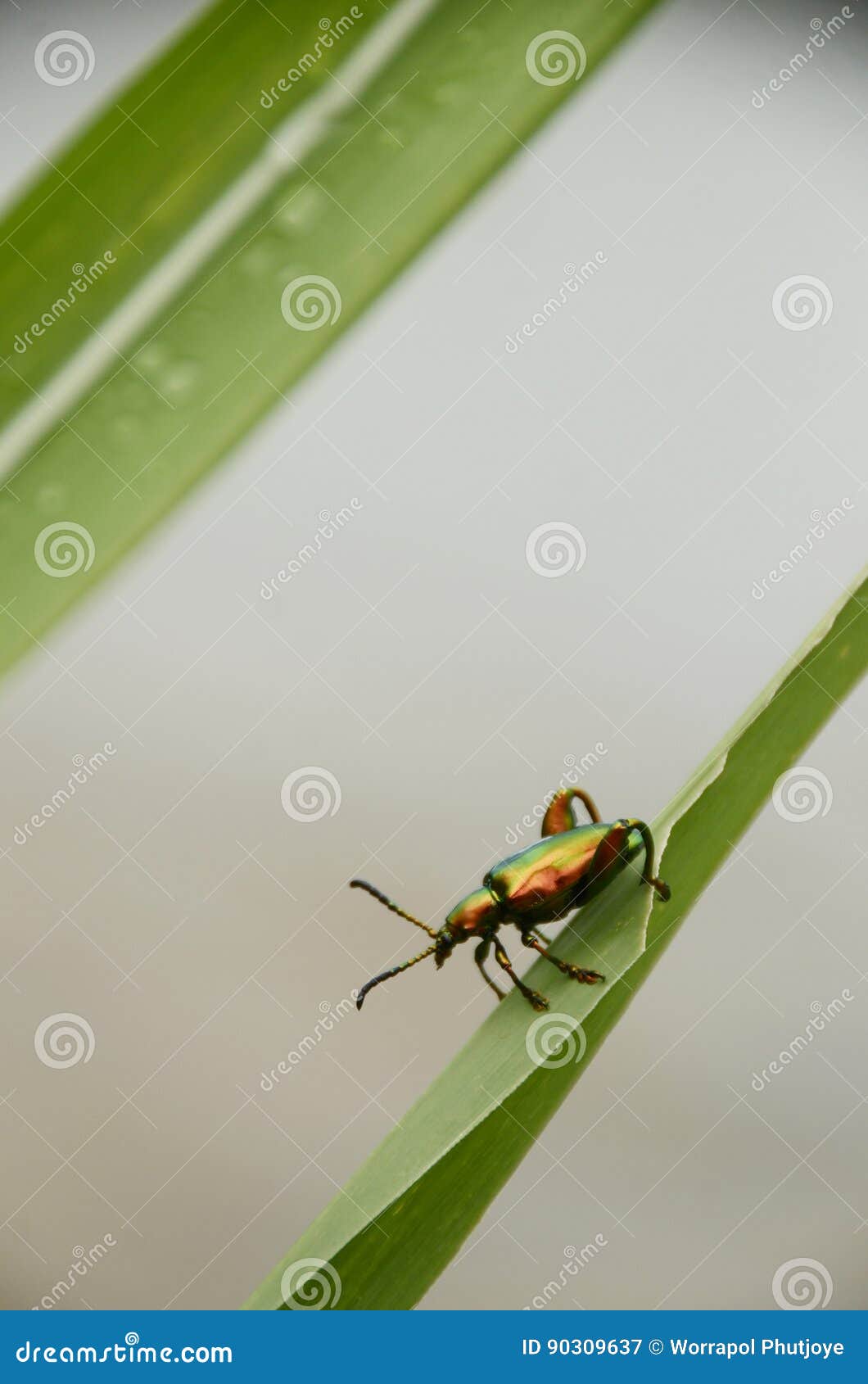 Colorful Bug stock image. Image of climbing, climb, green - 90309637