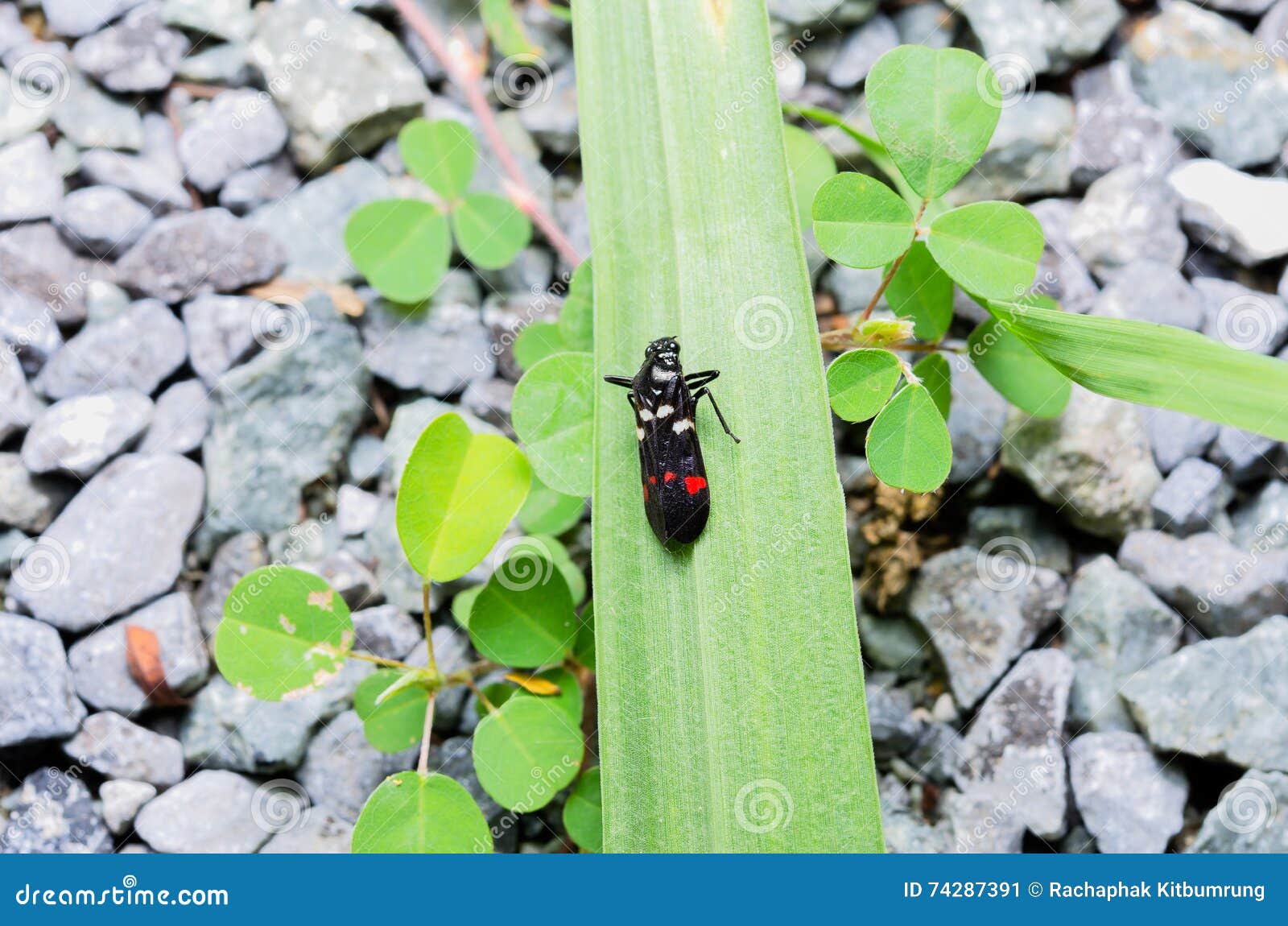 A Colorful Bug from Top View Stock Image - Image of ladybug, cimex ...