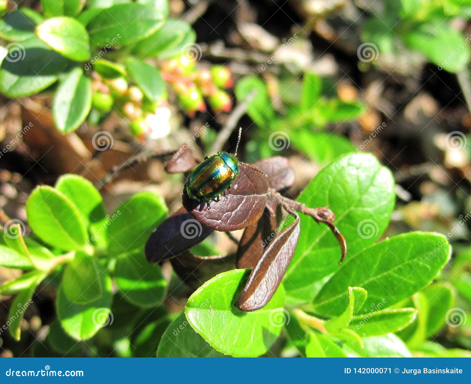 Colorful Bug on Wild Flower, Lithuania Stock Image - Image of beautiful ...
