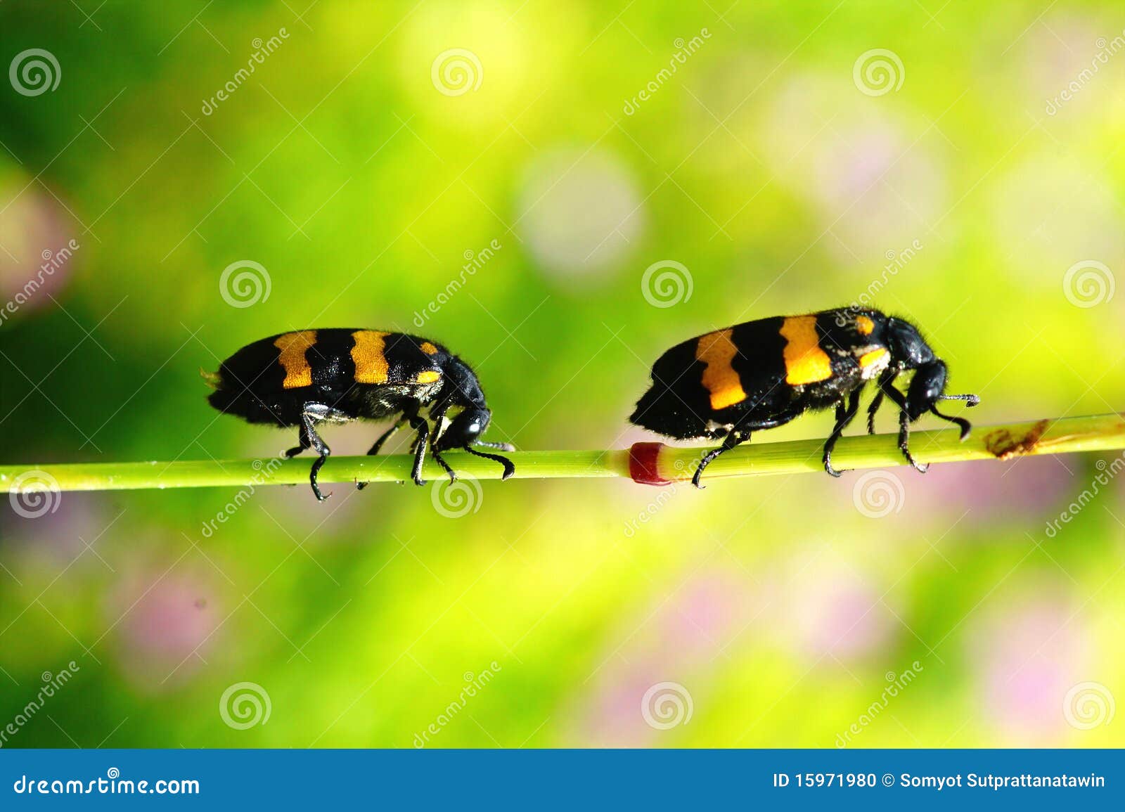 Colorful bugs stock photo. Image of bugs, yellow, colors - 15971980