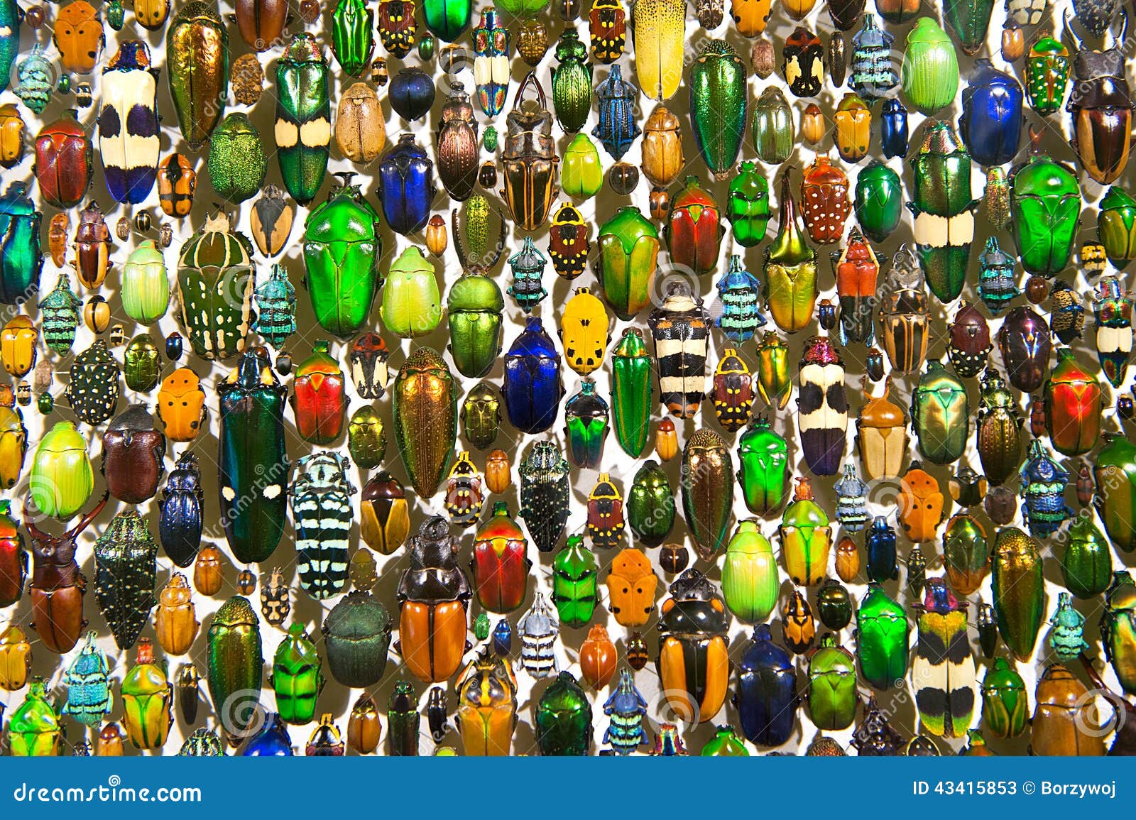 Colorful bugs and beetles stock image. Image of wing - 43415853