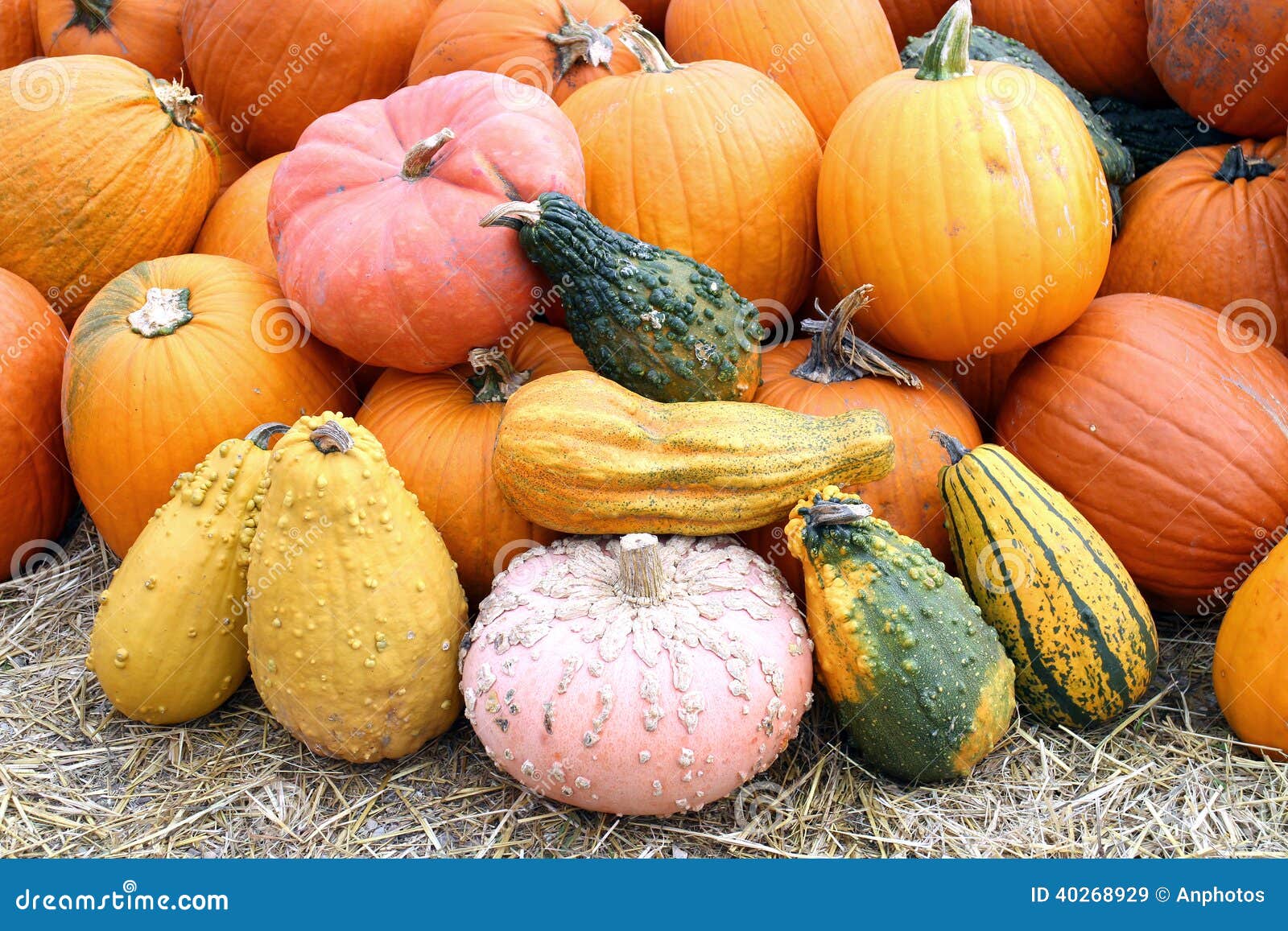 Colorful bumpy pumpkin stock image. Image of bunch, colorful - 40268929