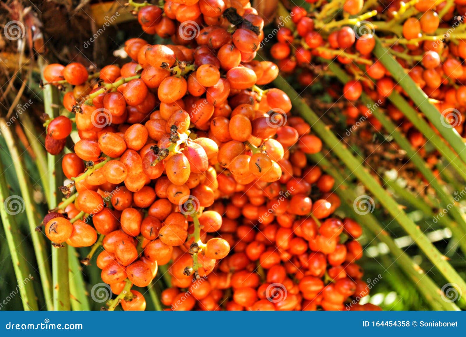 Colorful Bunch of Dates in the Palm Tree Stock Photo - Image of ...