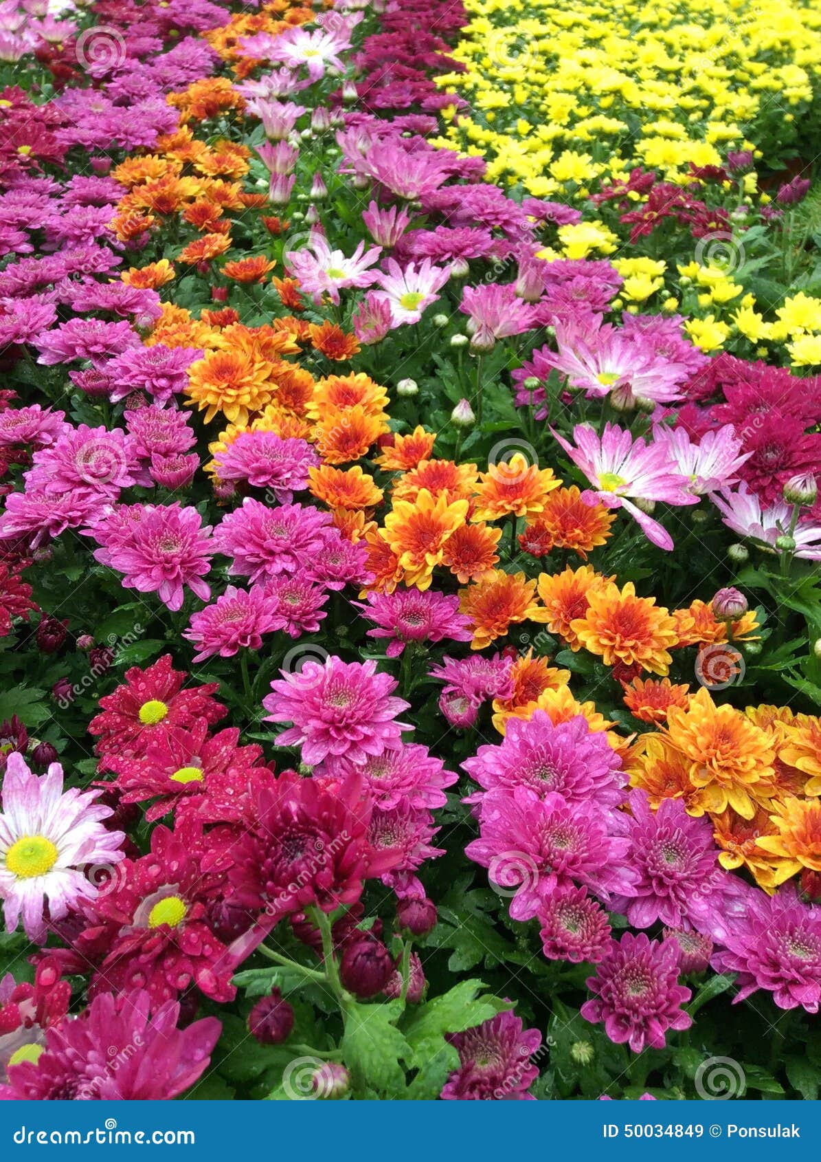 Colorful bunch of flowers stock image. Image of purple - 50034849