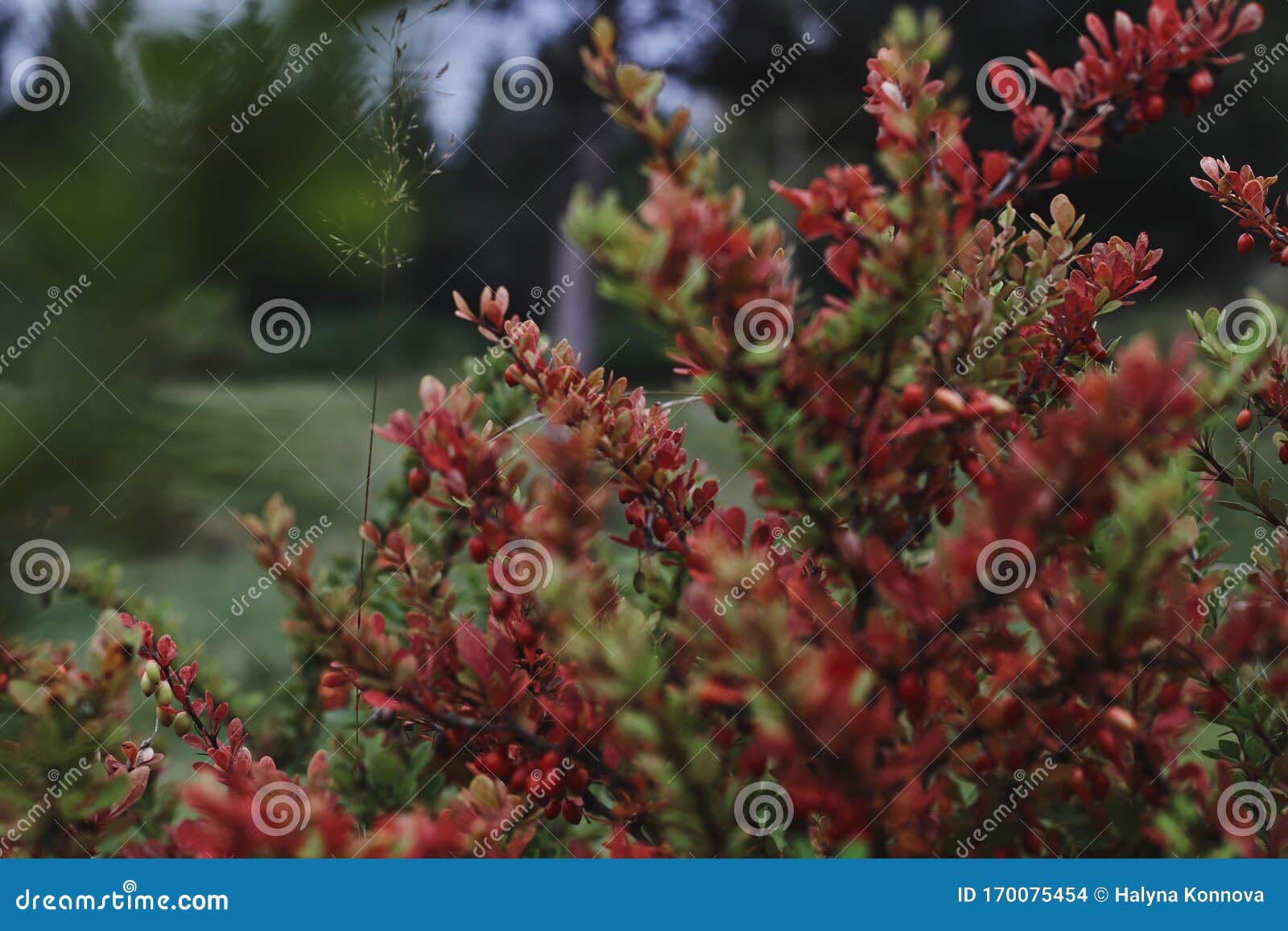 Colorful Bush with Berries in the Forest Stock Photo - Image of bunch ...