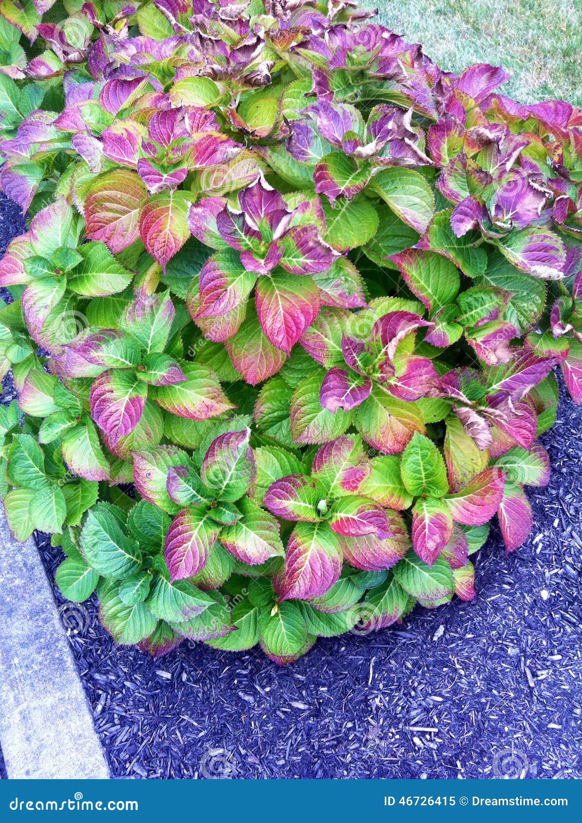 Colorful bush editorial image. Image of color, bush, colors - 46726415