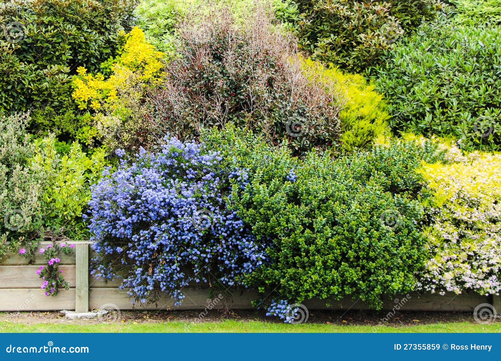 Colorful Bush Garden stock image. Image of flowering - 27355859