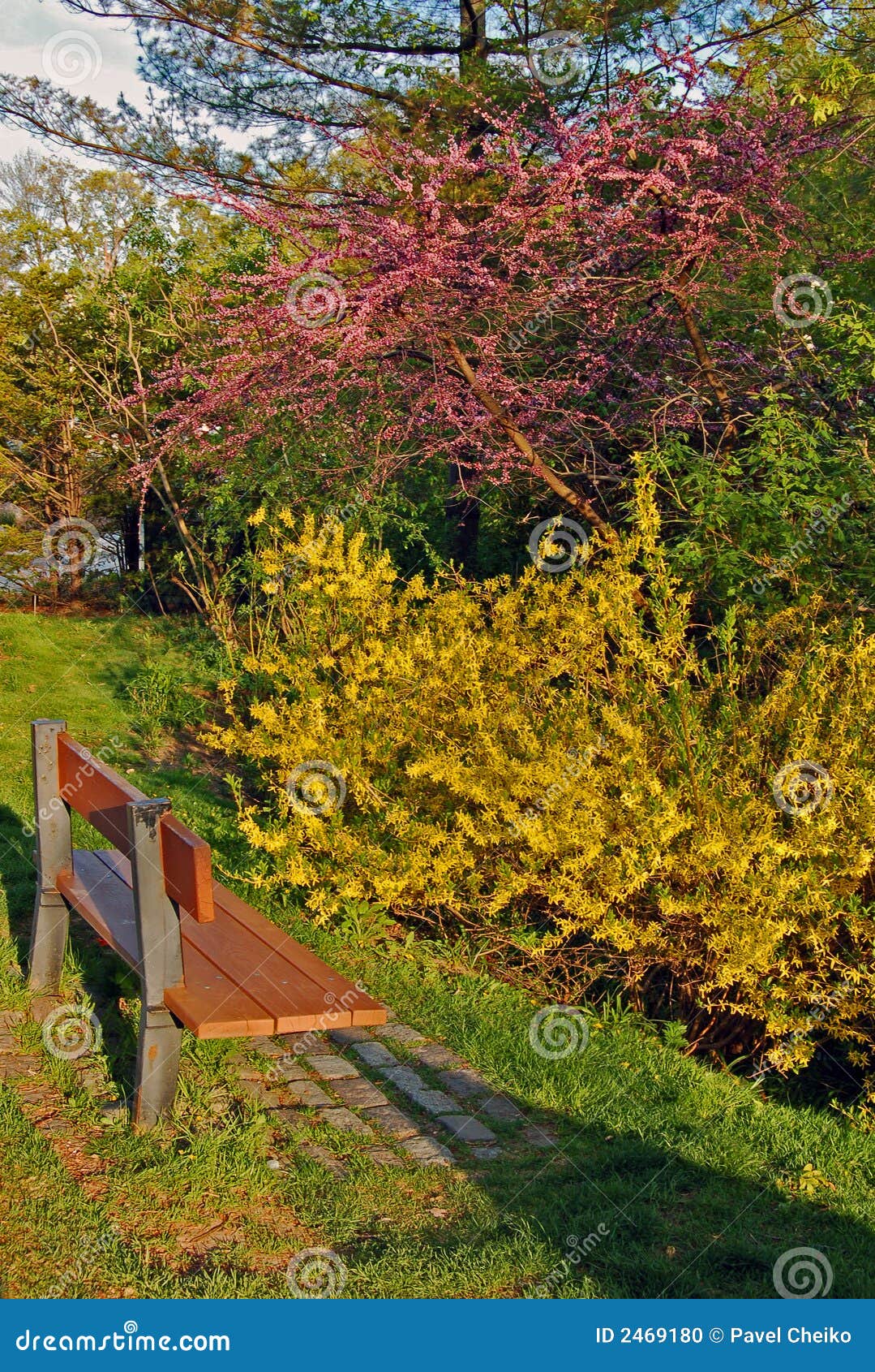 Colorful bushes stock photo. Image of patterns, orange - 2469180