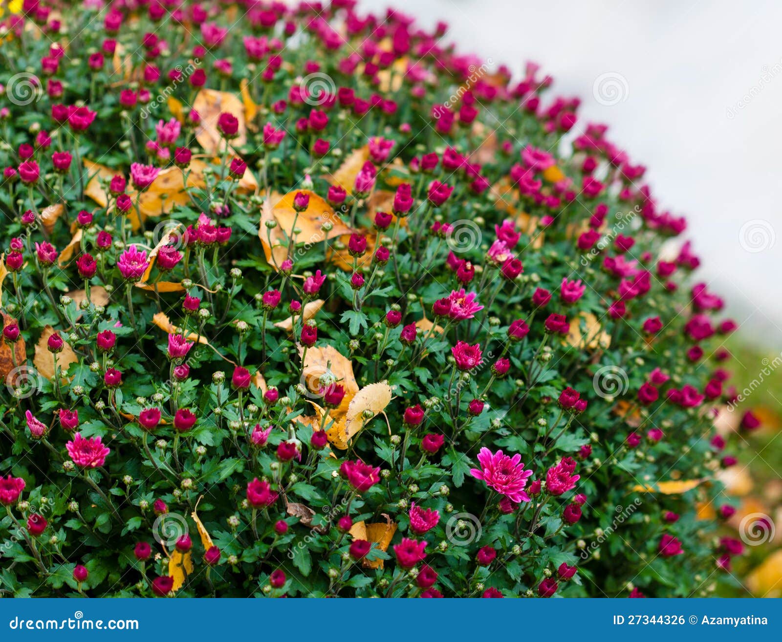 Colorful Bushes Chrysanthemums In The Garden Royalty Free Stock Image ...