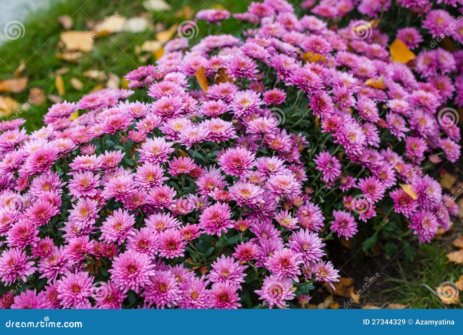 Colorful Bushes Chrysanthemums in the Garden Stock Image - Image of ...