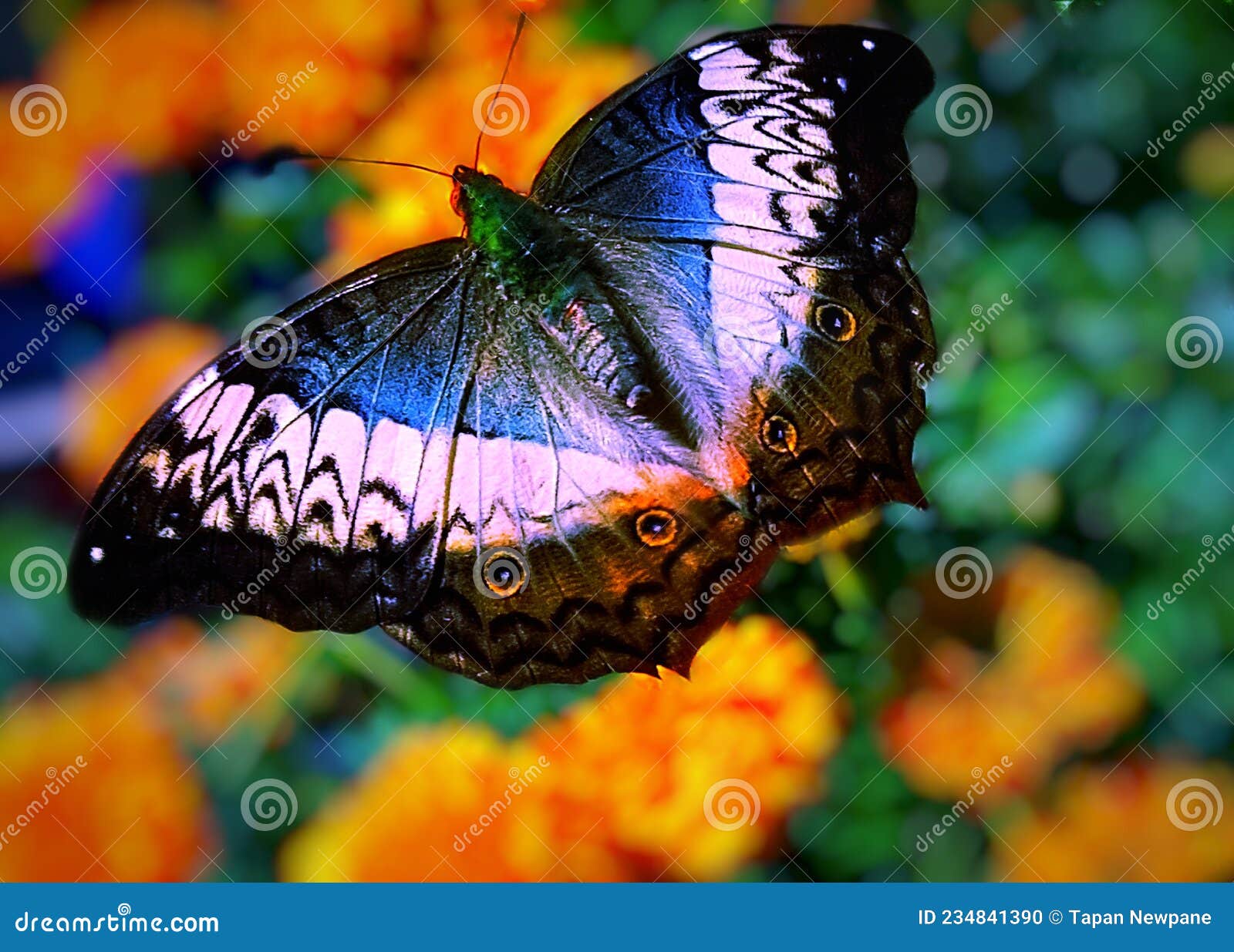 Colorful Buterfly on Flower Garden Stock Photo - Image of wildflower ...